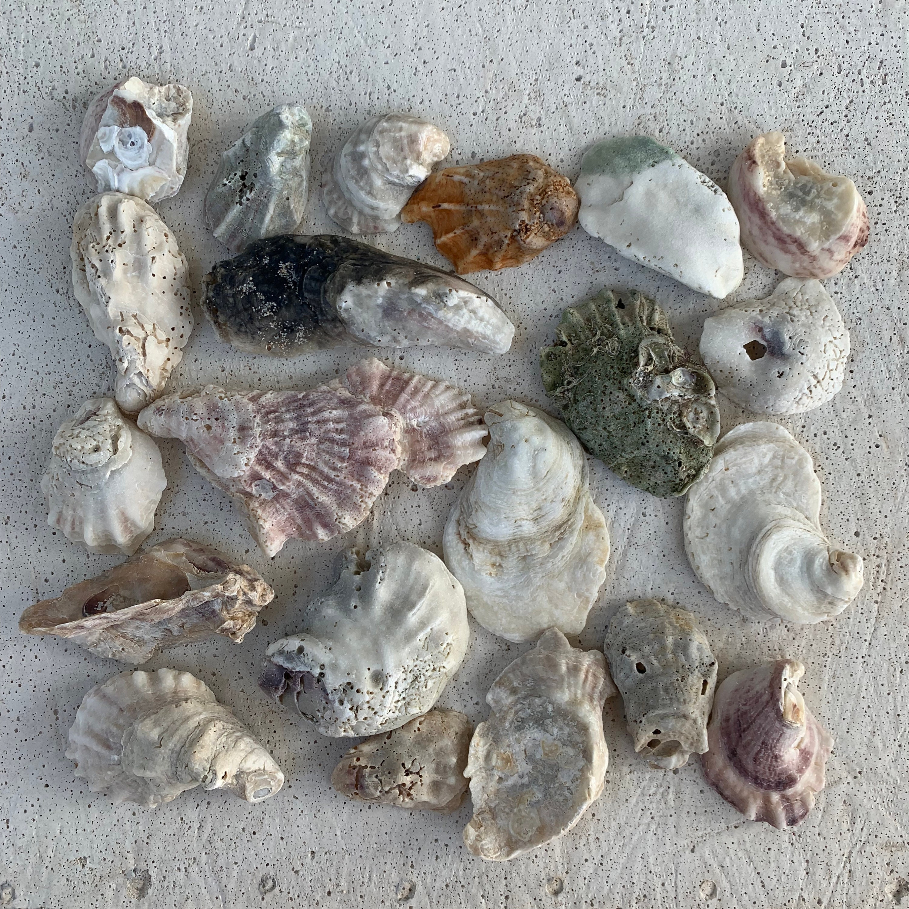 Handpicked SHELL Natural Mix Seashells Beach Supplies Jewelry - Etsy