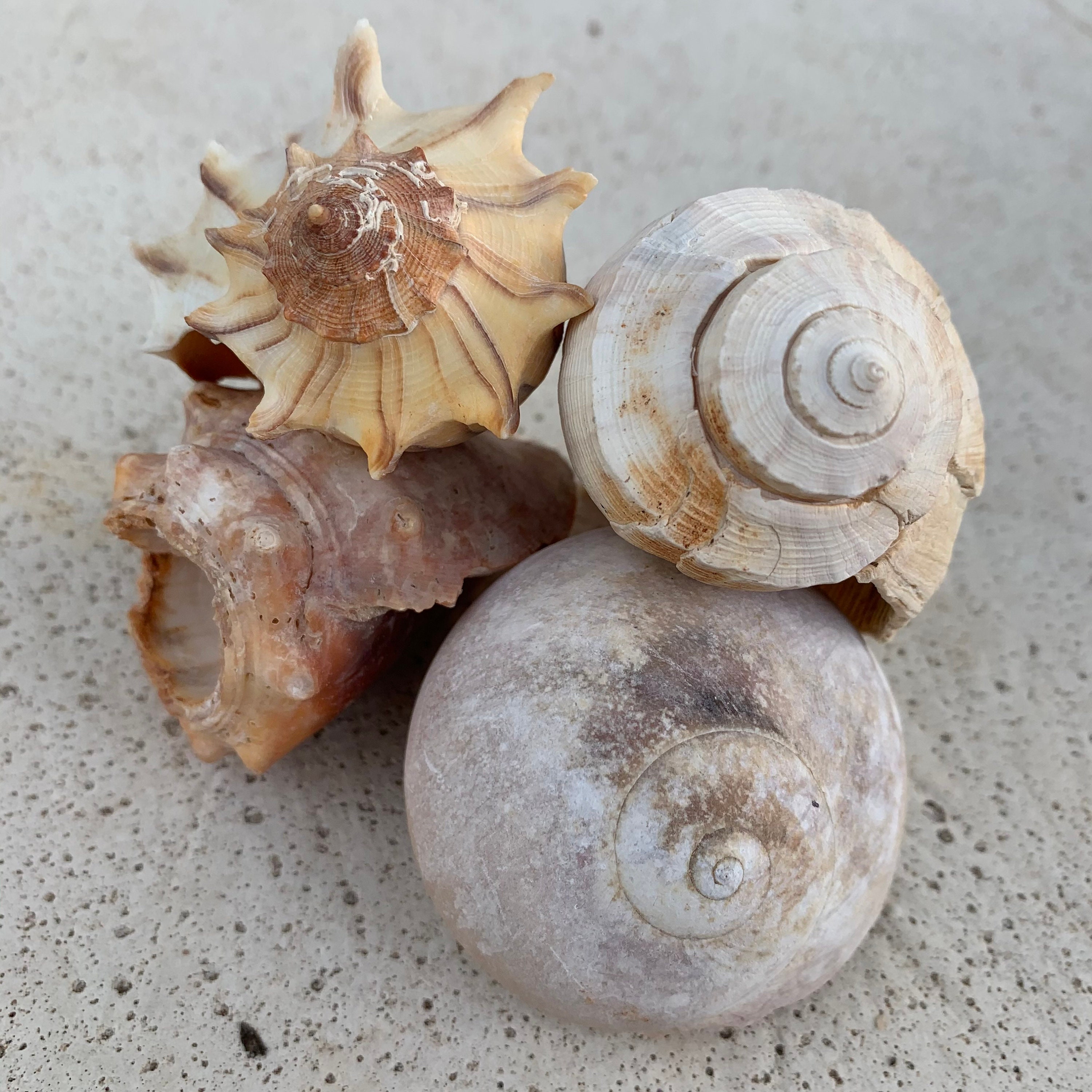 4 Mix Large Sea Shell Craft Supplies & Tools Papercraft etna.com.pe