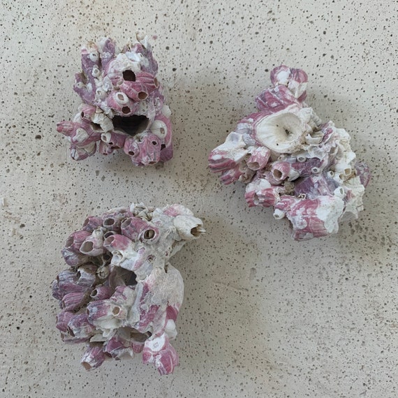 3 BARNACLES Cluster Natural Coral Beach Supplies Craft Display | Etsy