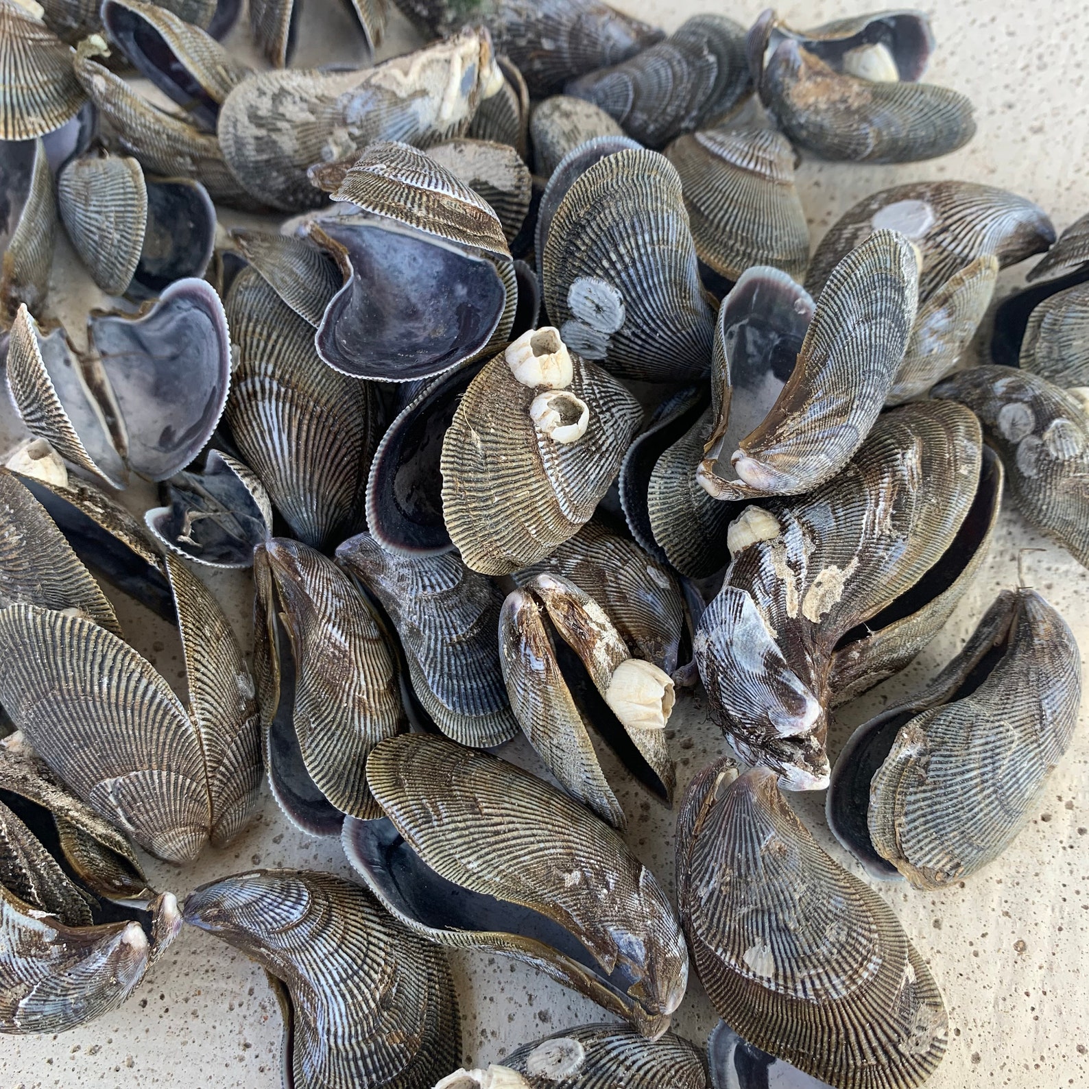 50 BUTTERFLY Mussel Shells Weathered and Rustic 259 - Etsy