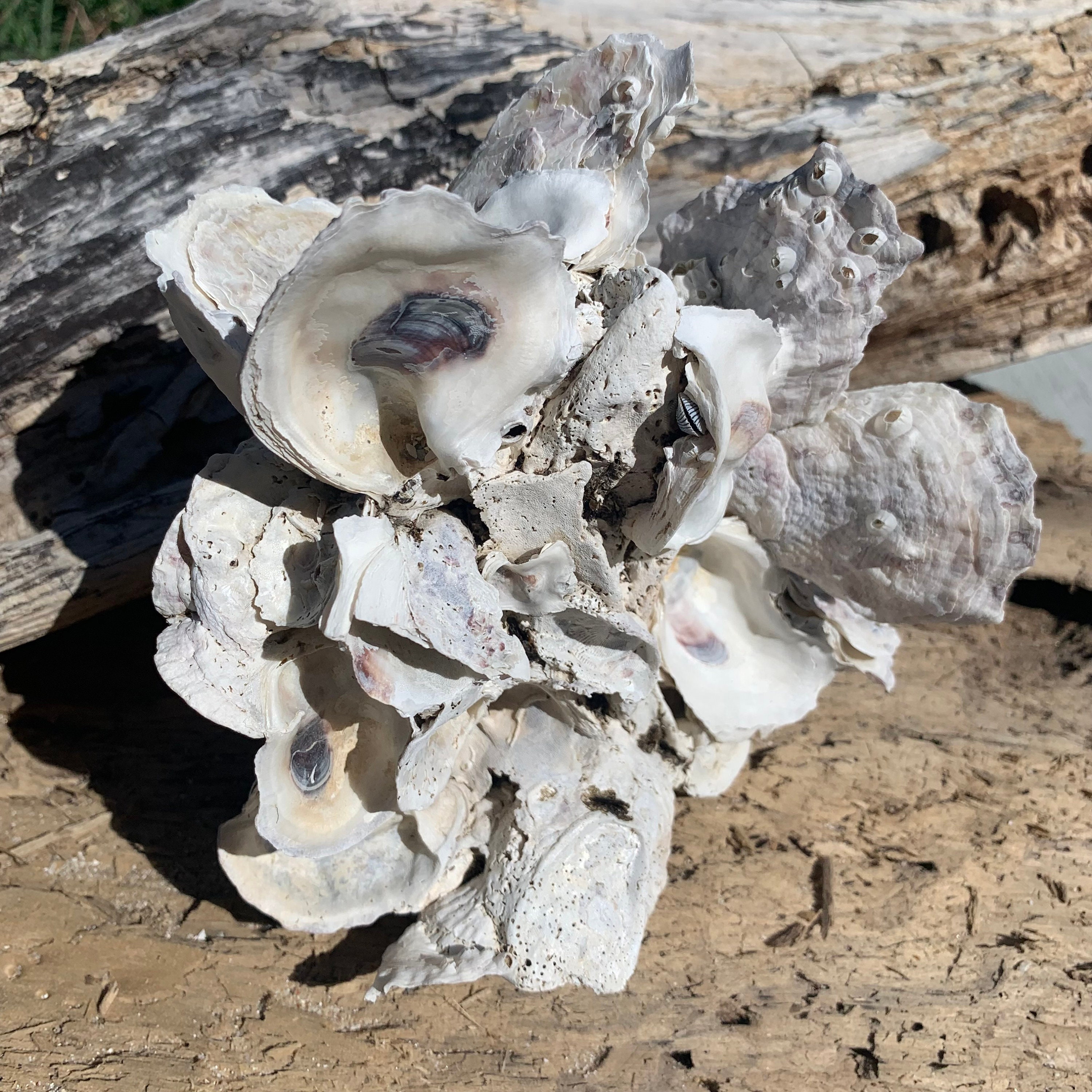 Cluster Oyster Shell Centerpiece Natural Shell Rustic Art - Etsy
