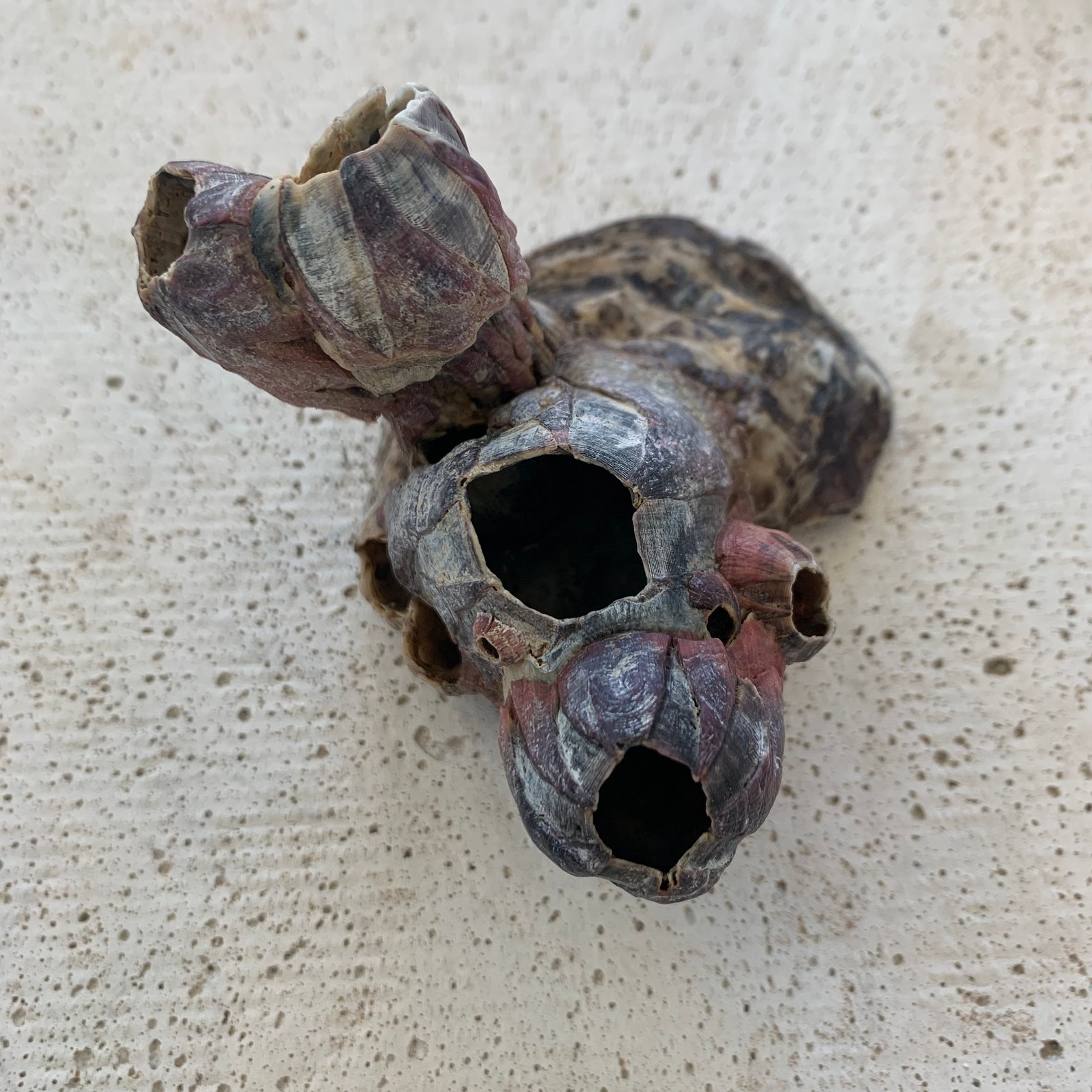 Fossilized Barnacles Cluster Oyster Shell Natural Unique Beach Etsy