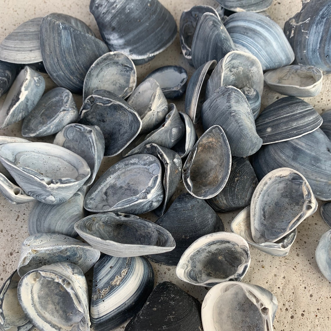 50 BUTTERFLY Mussel Shells Weathered and Rustic 259 - Etsy