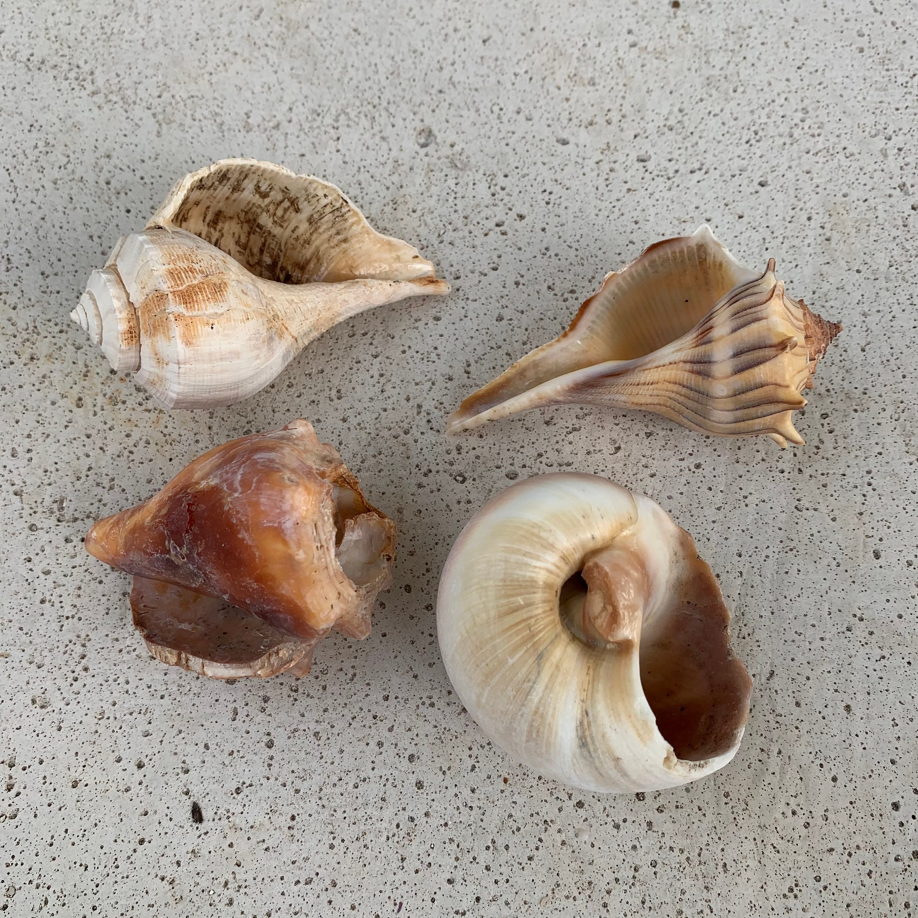 4 Mix Large Sea Shell | Etsy