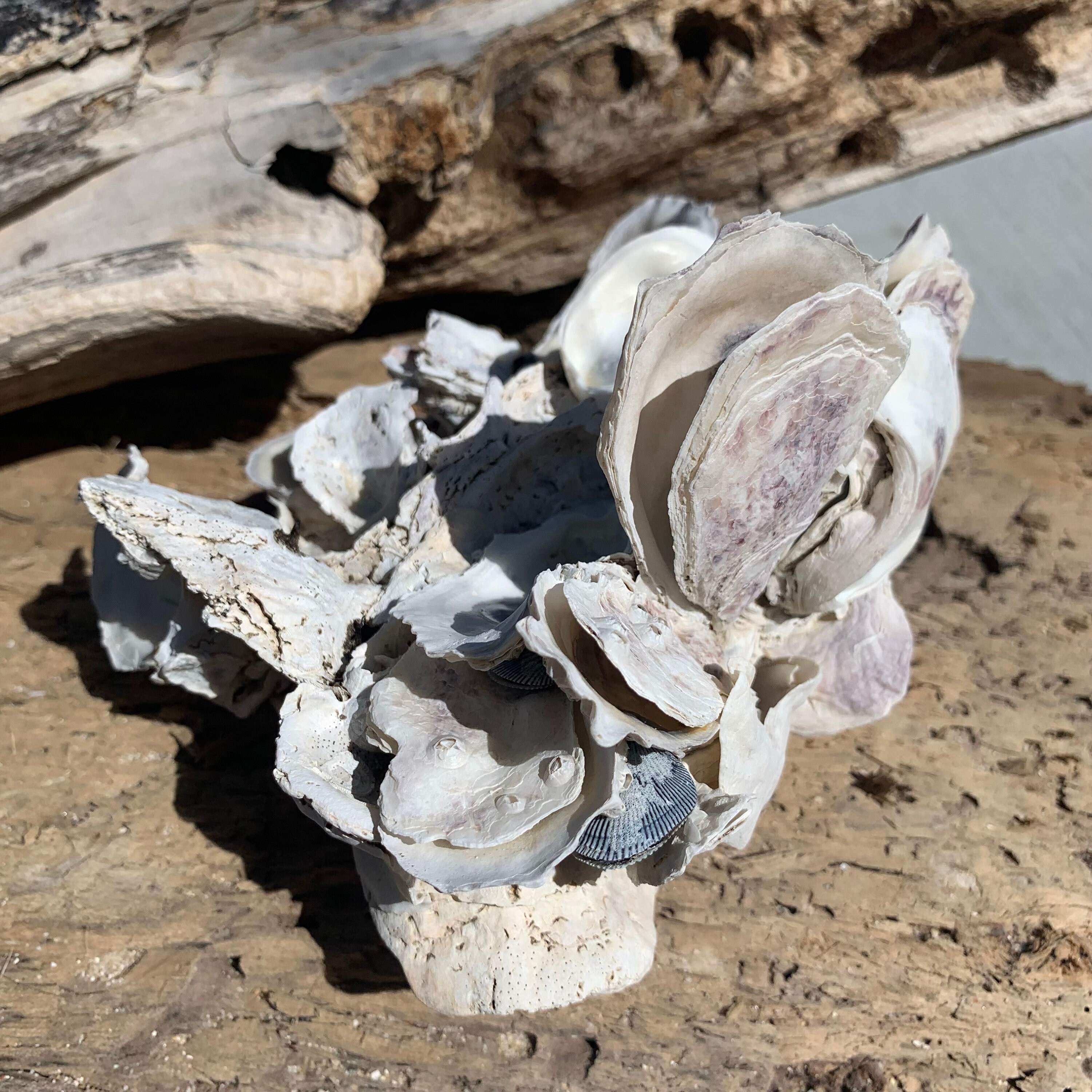 Cluster Oyster Shell Centerpiece Natural Shell Rustic Art - Etsy