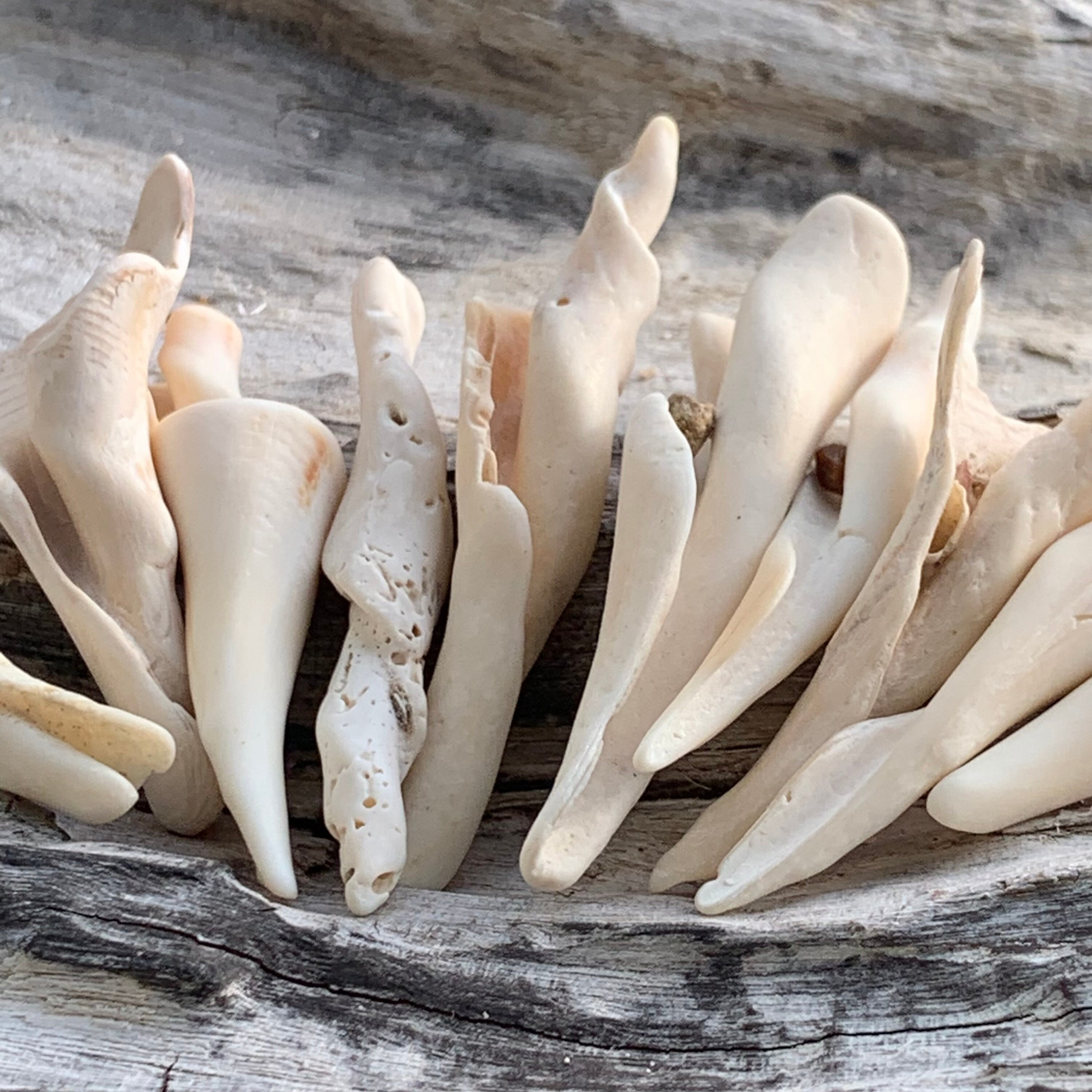 BULK 50 Needle Curly Natural SEA SHELLS Rustic Craft Shells Jewelry ...