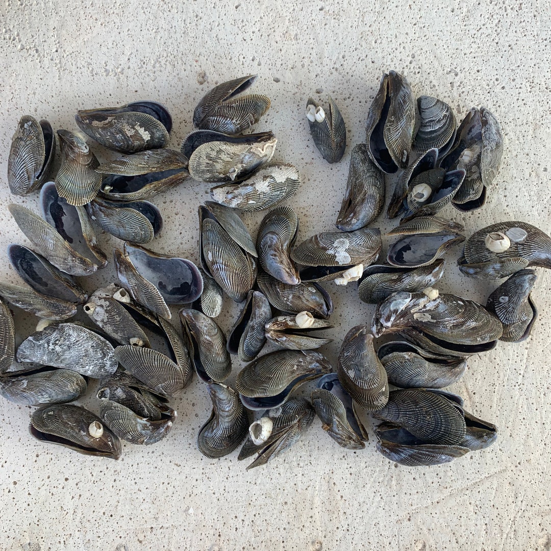 50 BUTTERFLY Mussel Shells Weathered and Rustic 259 - Etsy