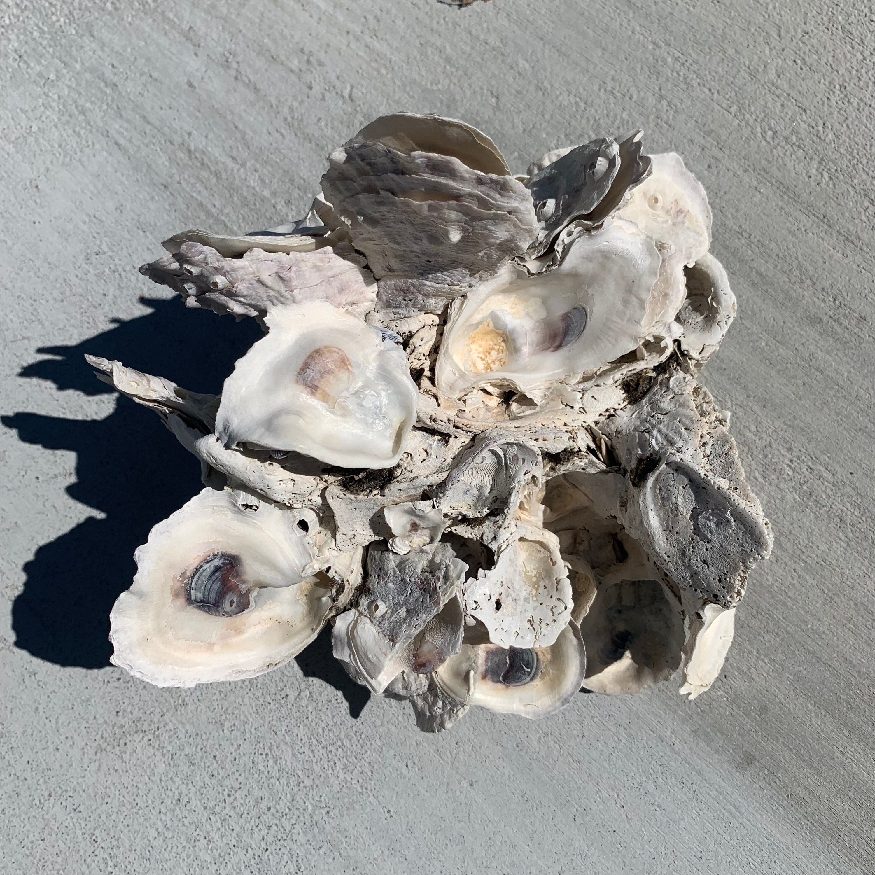 Cluster Oyster Shell Centerpiece Natural Shell Rustic Art - Etsy