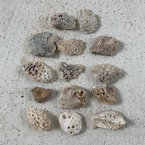 14 Natural Holey SHELL Pieces Seashells Beach Supplies Jewelry - Etsy