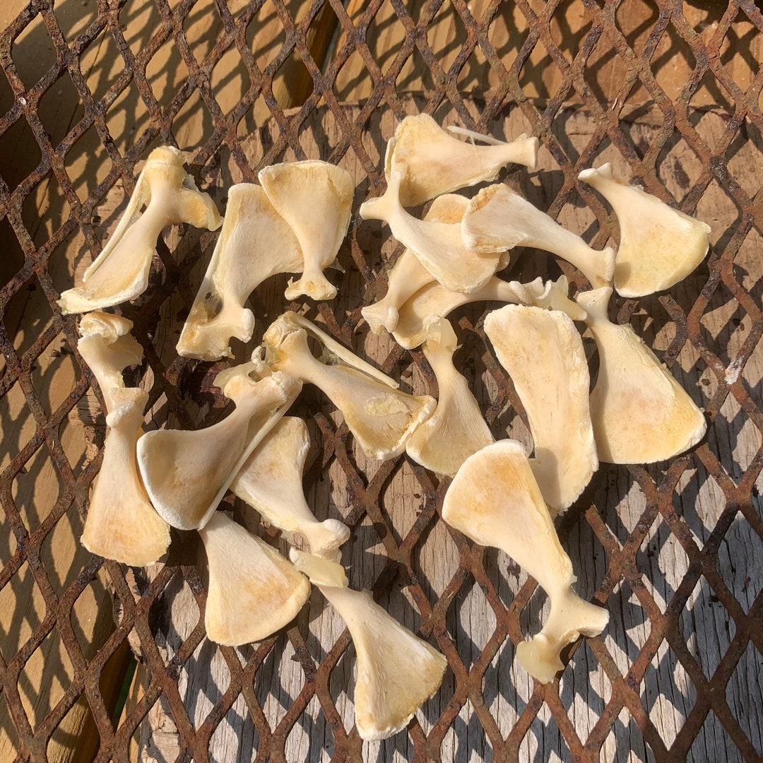 20 BONES Alter Decor Spell Craft Wiccan Voo Doo Ritual Spell - Etsy