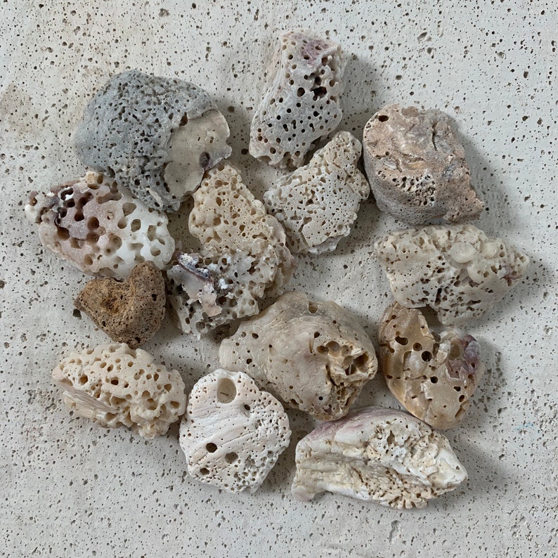 14 Natural Holey SHELL Pieces Seashells Beach Supplies Jewelry Making ...
