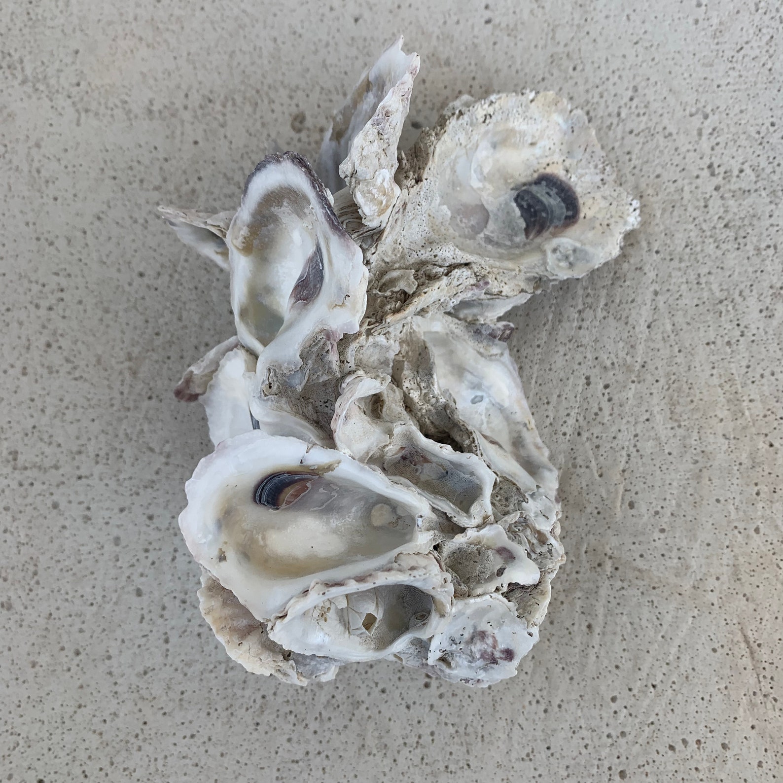 Cluster Oyster Shell Centerpiece Natural Shell Rustic Art Aquarium Tank ...