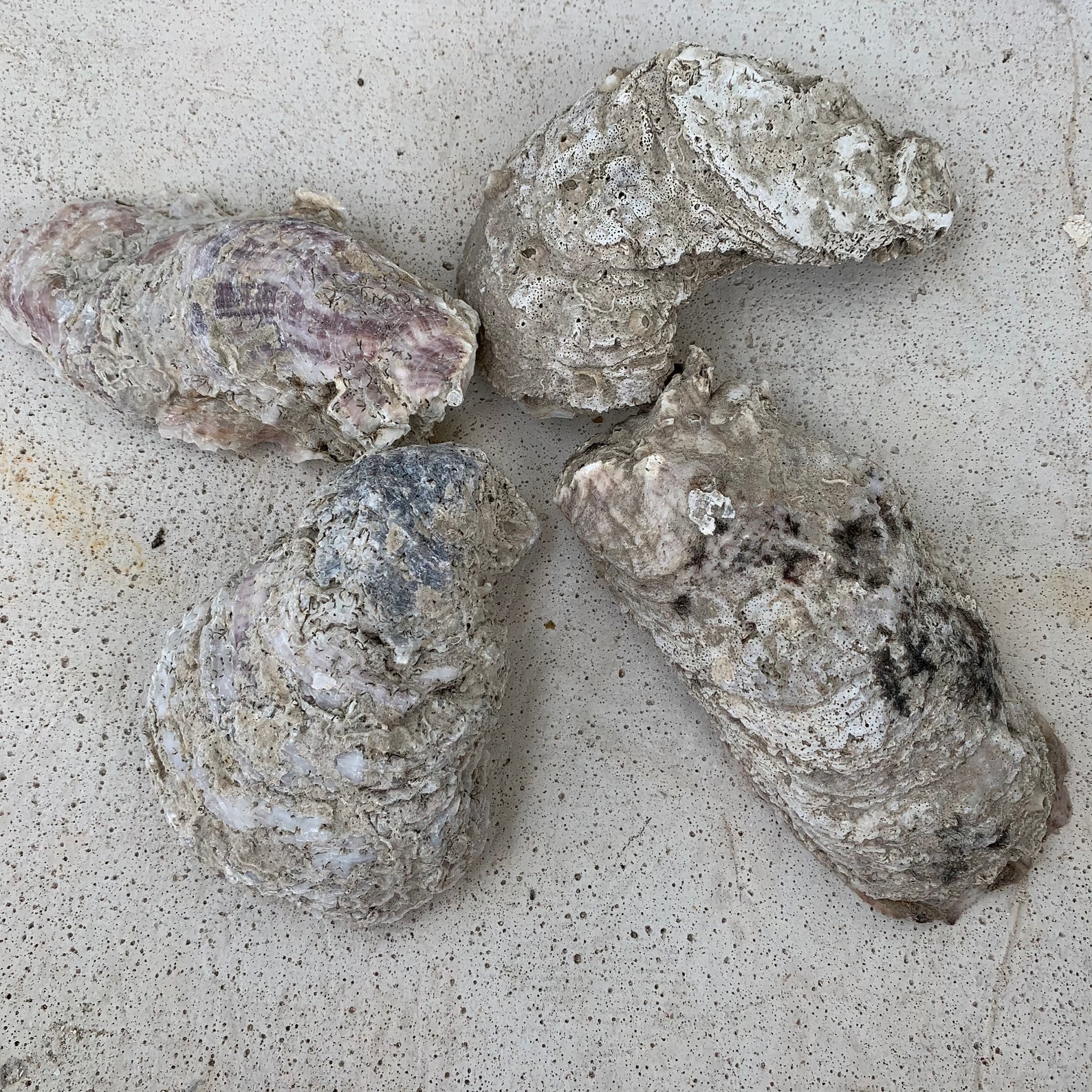 4 Large OYESTER SHELLS Bulk Craft Supplies Beach Wedding | Etsy