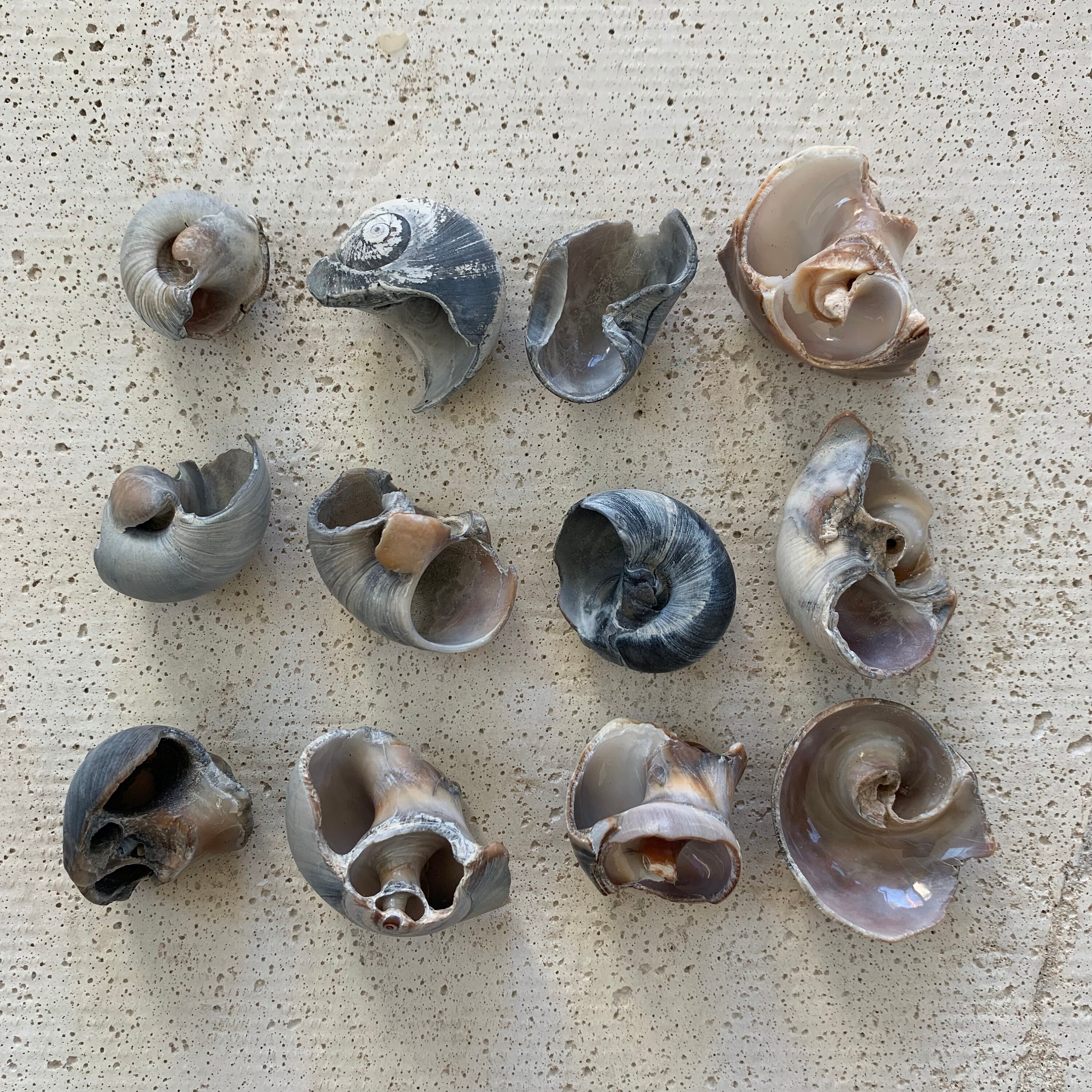 12 SEA SHELL Pieces Natural Beach Supplies Jewelry Making - Etsy