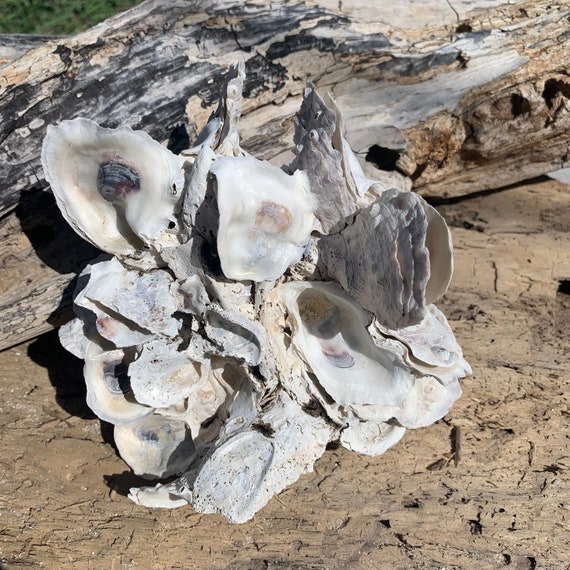 Cluster Oyster Shell Centerpiece Natural Shell Rustic Art | Etsy