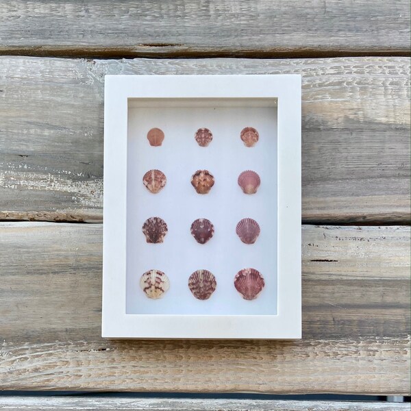 Shell Shadow Box - Etsy