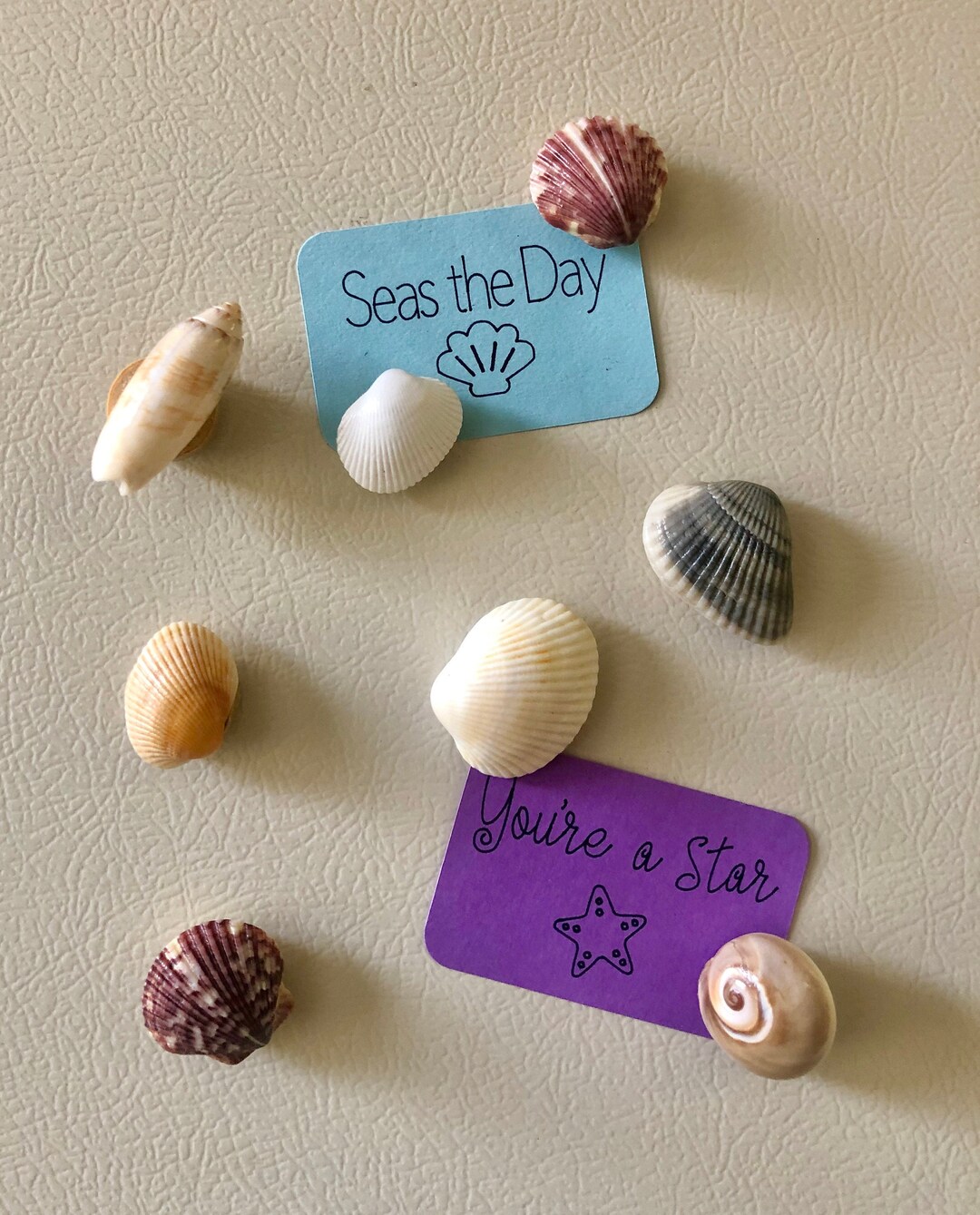 8 Sea Shell Magnets, Refrigerator Magnet, Shell Magnet, Refrigerator ...