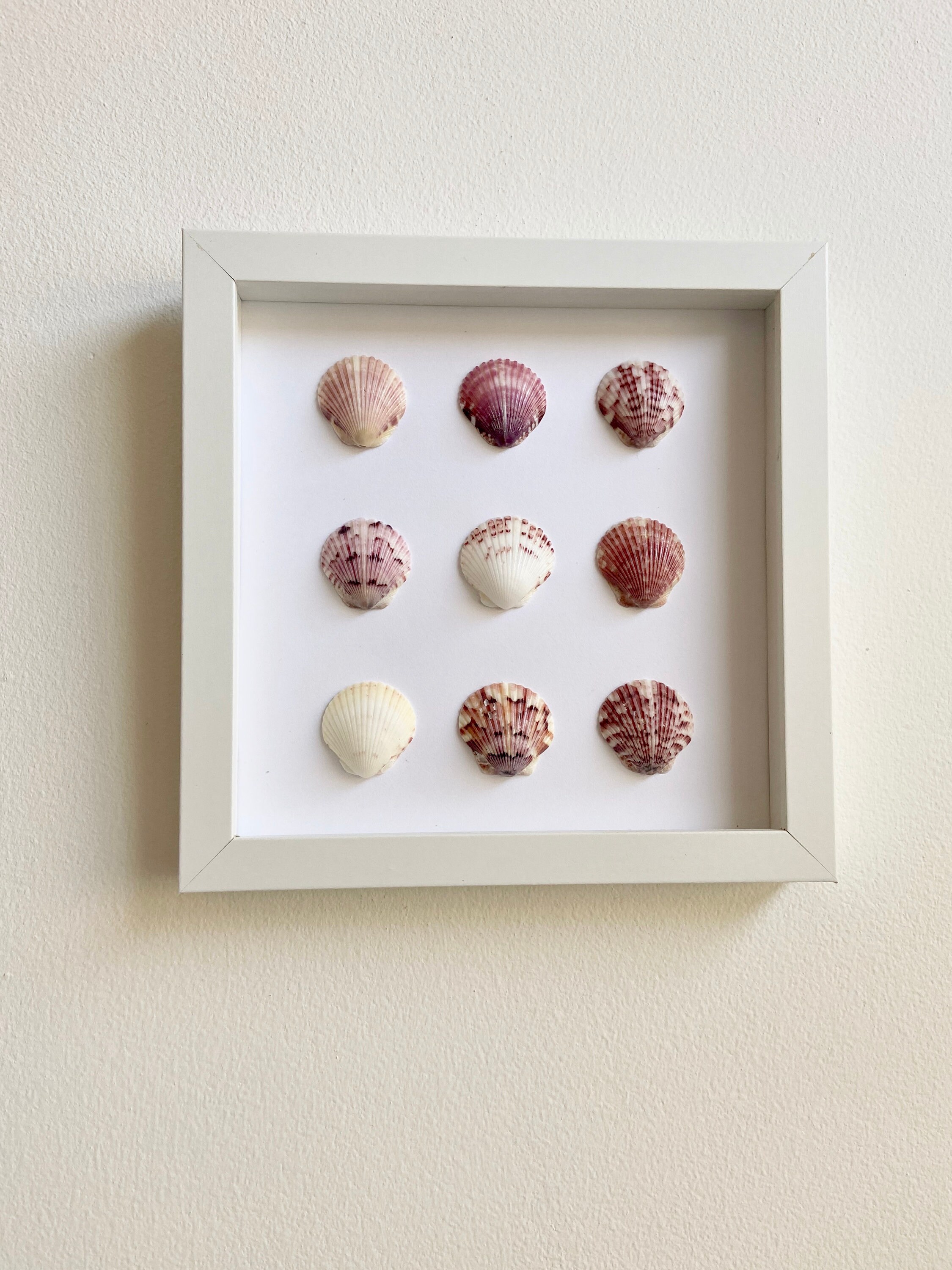 8x8 Colorful Sea Shell Shadow Box Coastal Beach Art Decor White, Black ...