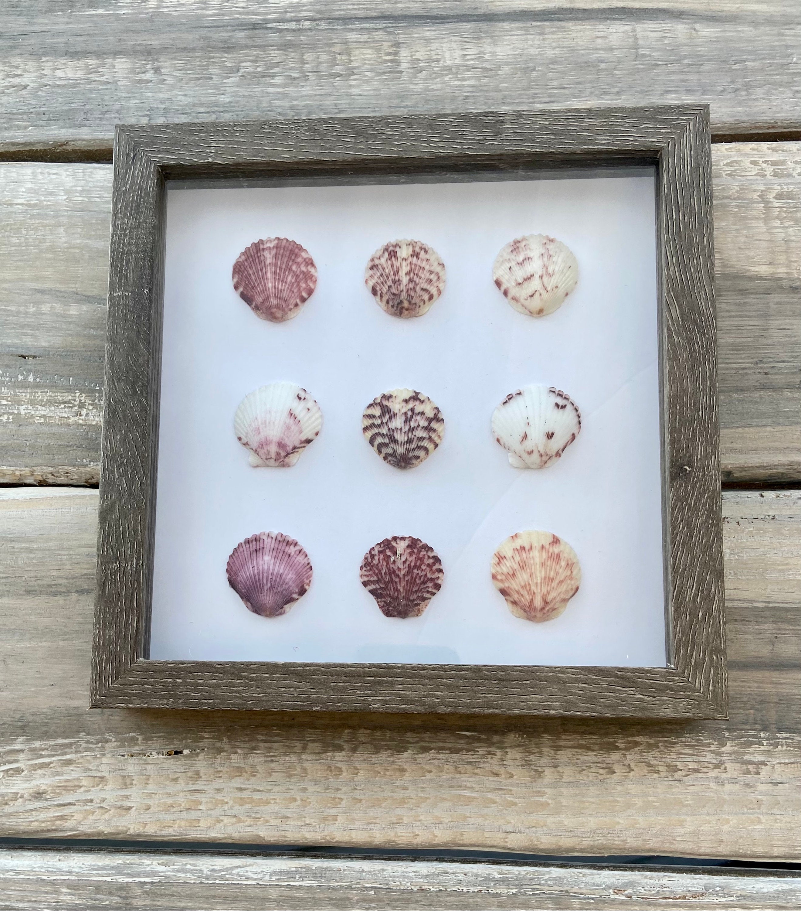 8x8 Colorful Sea Shell Shadow Box Coastal Beach Art Decor White, Black ...