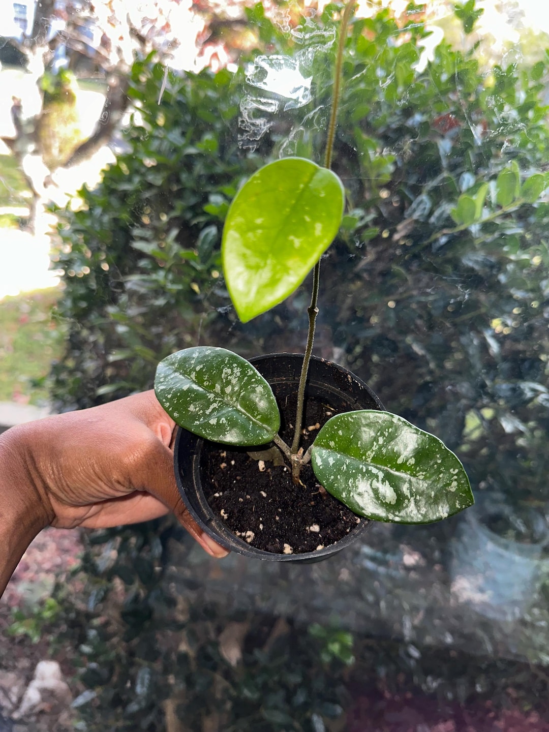 Hoya Heidi Splashy Plant Rare Hoya Trailing Houseplant - Etsy