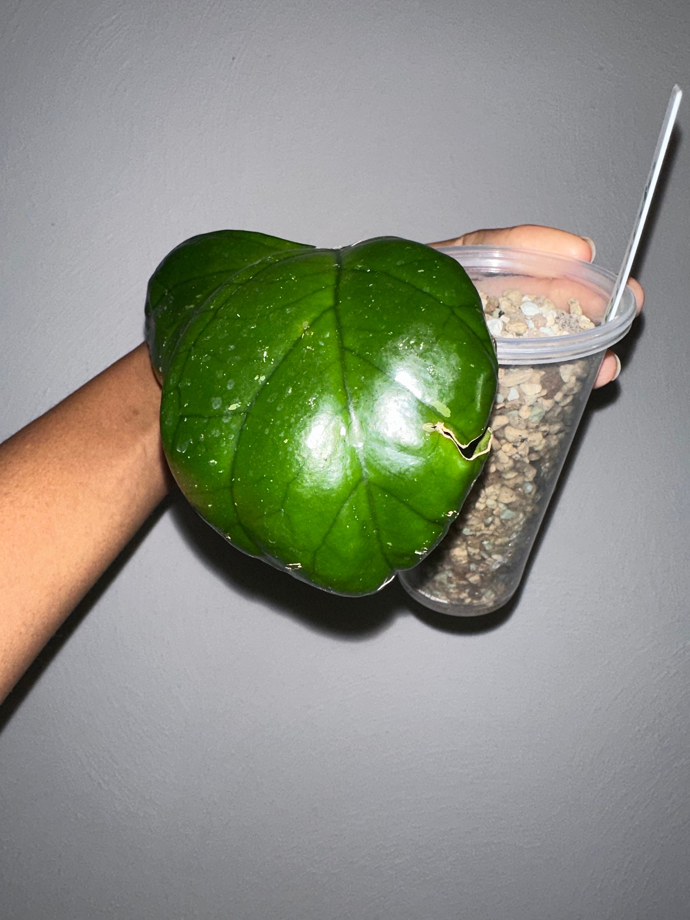 Hoya Ricardo Rare Houseplant Big Leaf Hoya - Etsy