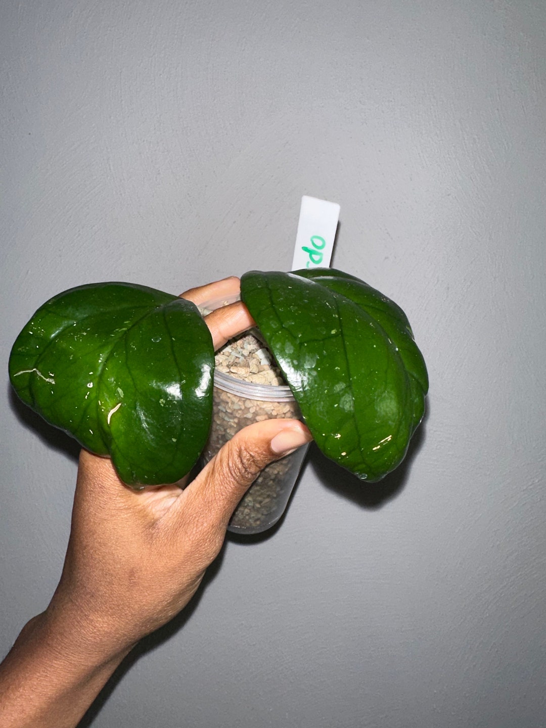 Hoya Ricardo Rare Houseplant Big Leaf Hoya - Etsy