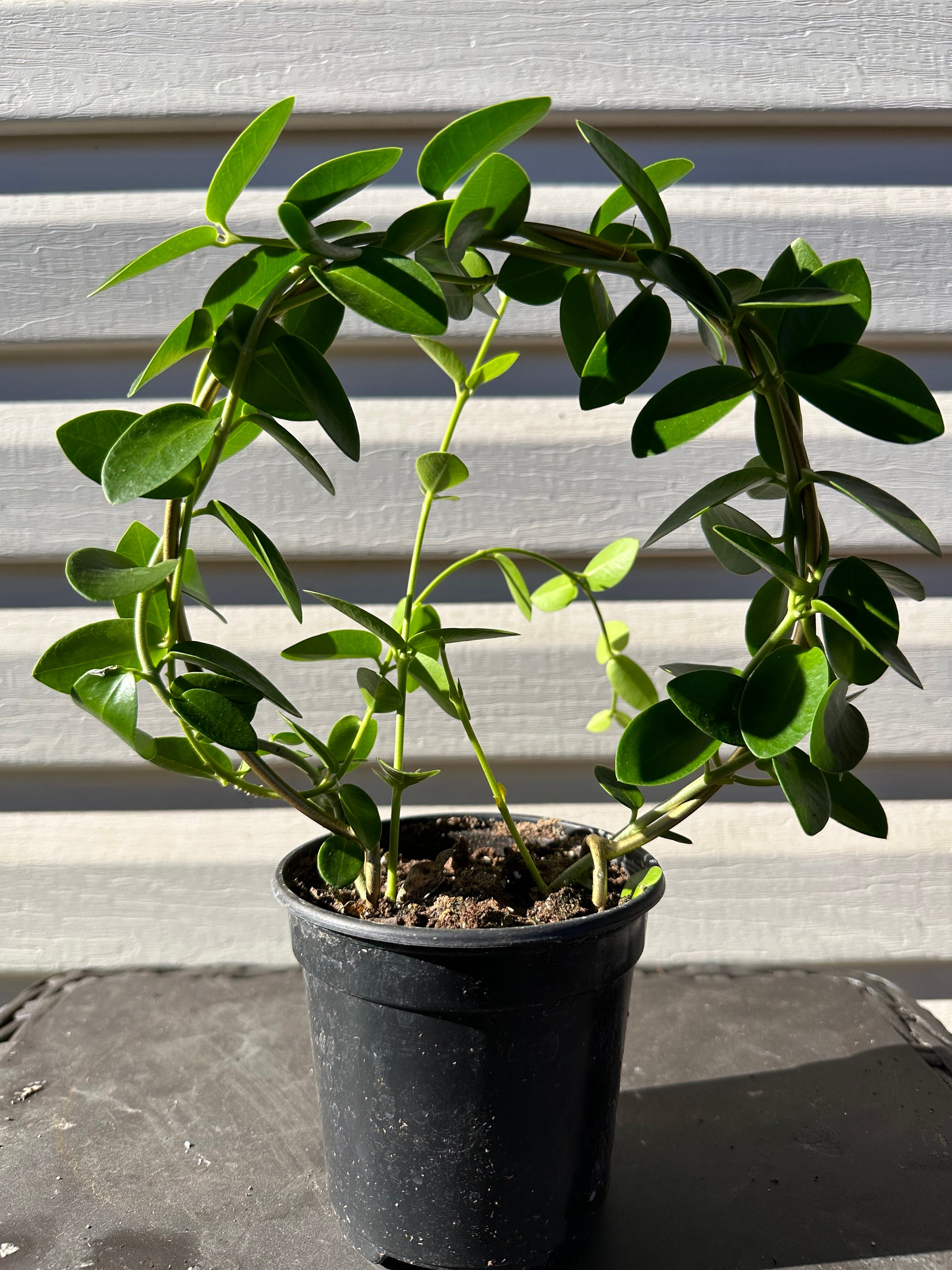 Hoya Cummingiana Rare Houseplant - Etsy
