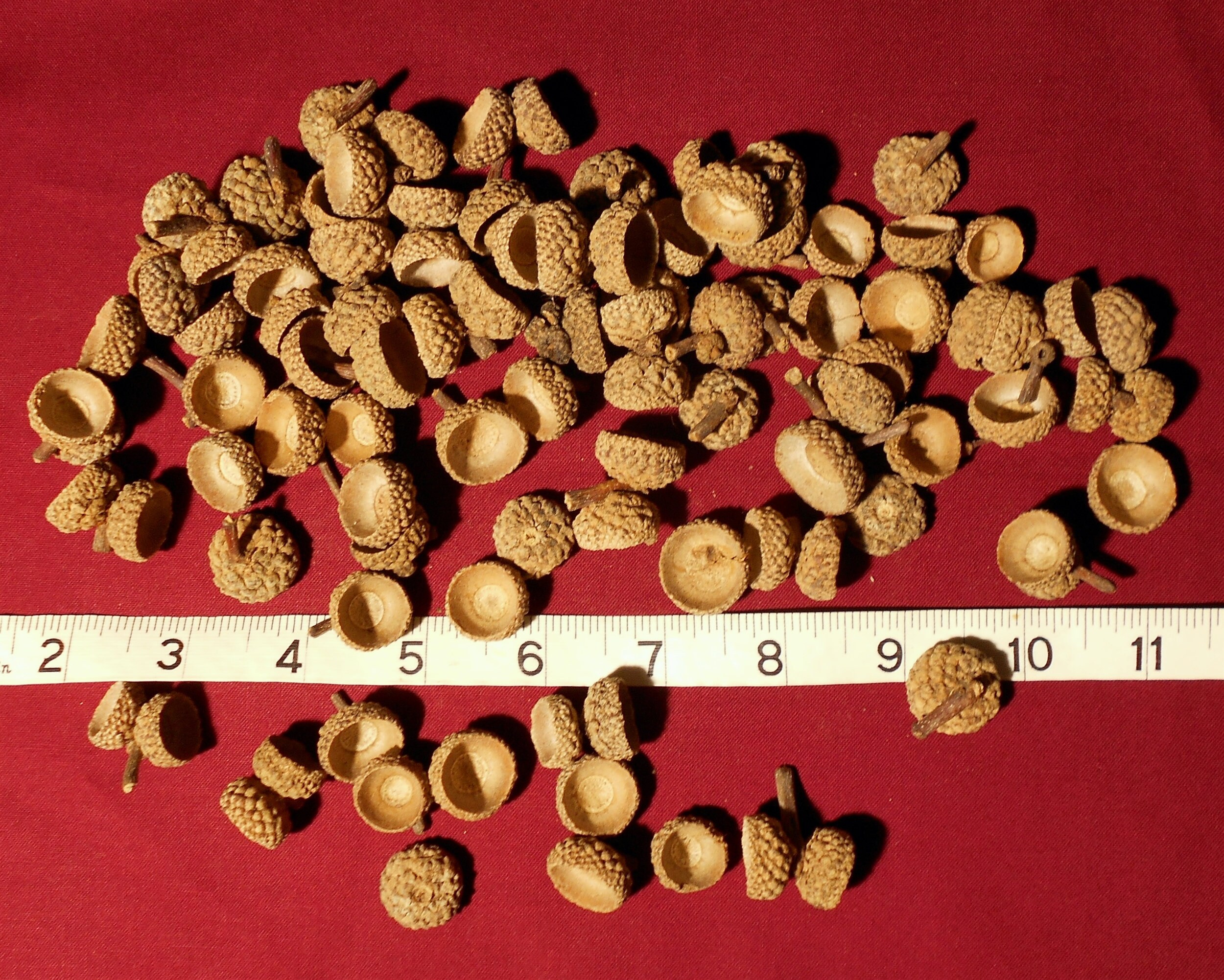 Michigan White Oak Acorn Caps 2021 Drop/assorted Sizes/choose 50/75/100 ...