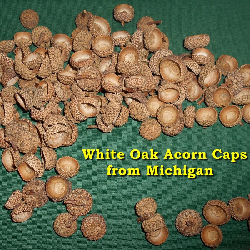 Acorn Caps - Etsy