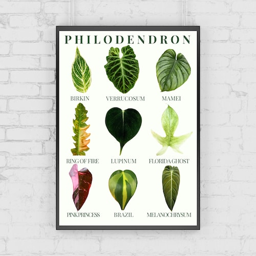 Philodendron Print by Tobancay Digital Download Botanical - Etsy
