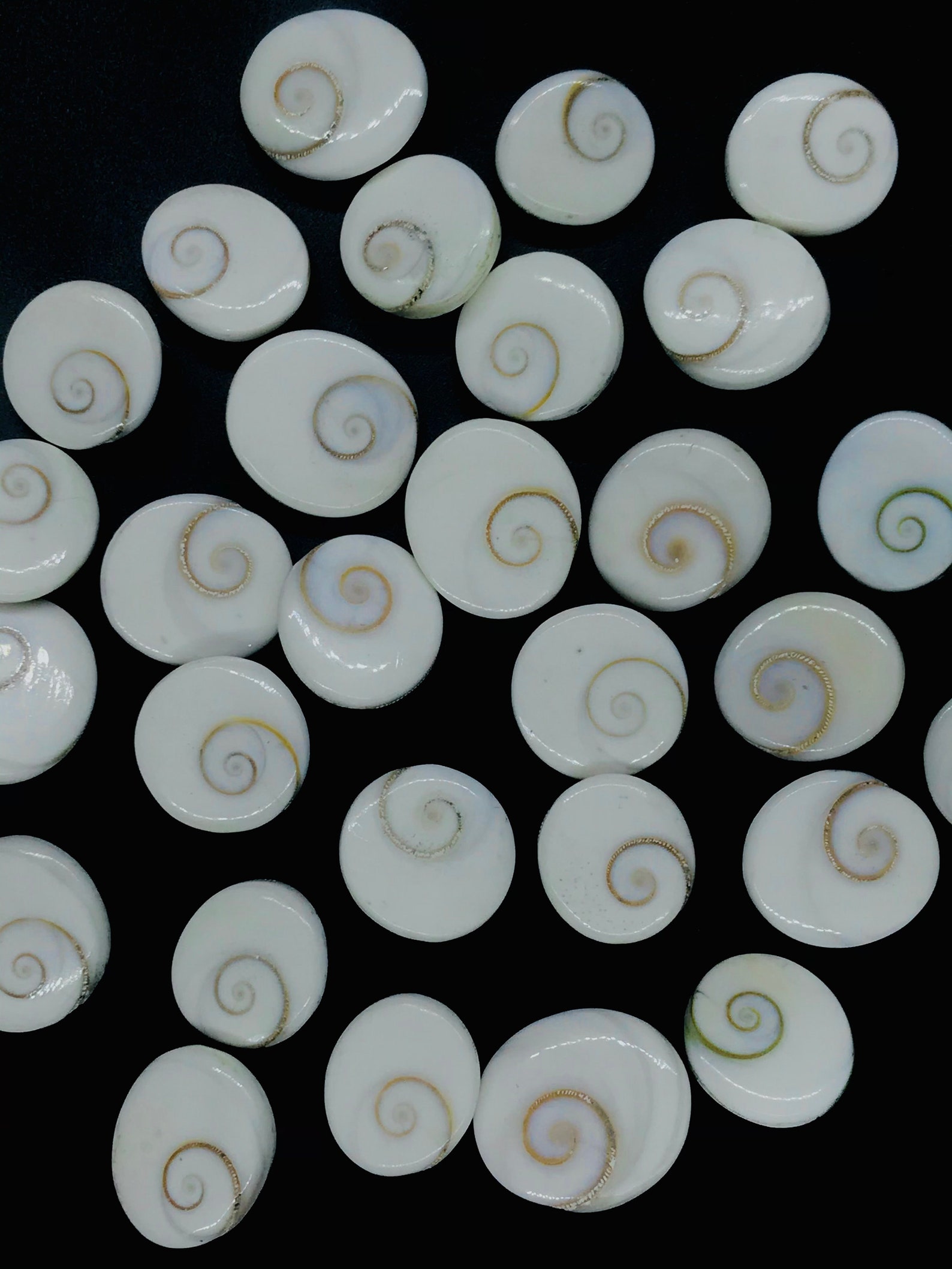 Natural Shiva Eye Shell Gemstone Shiva Eye Cabochon - Etsy