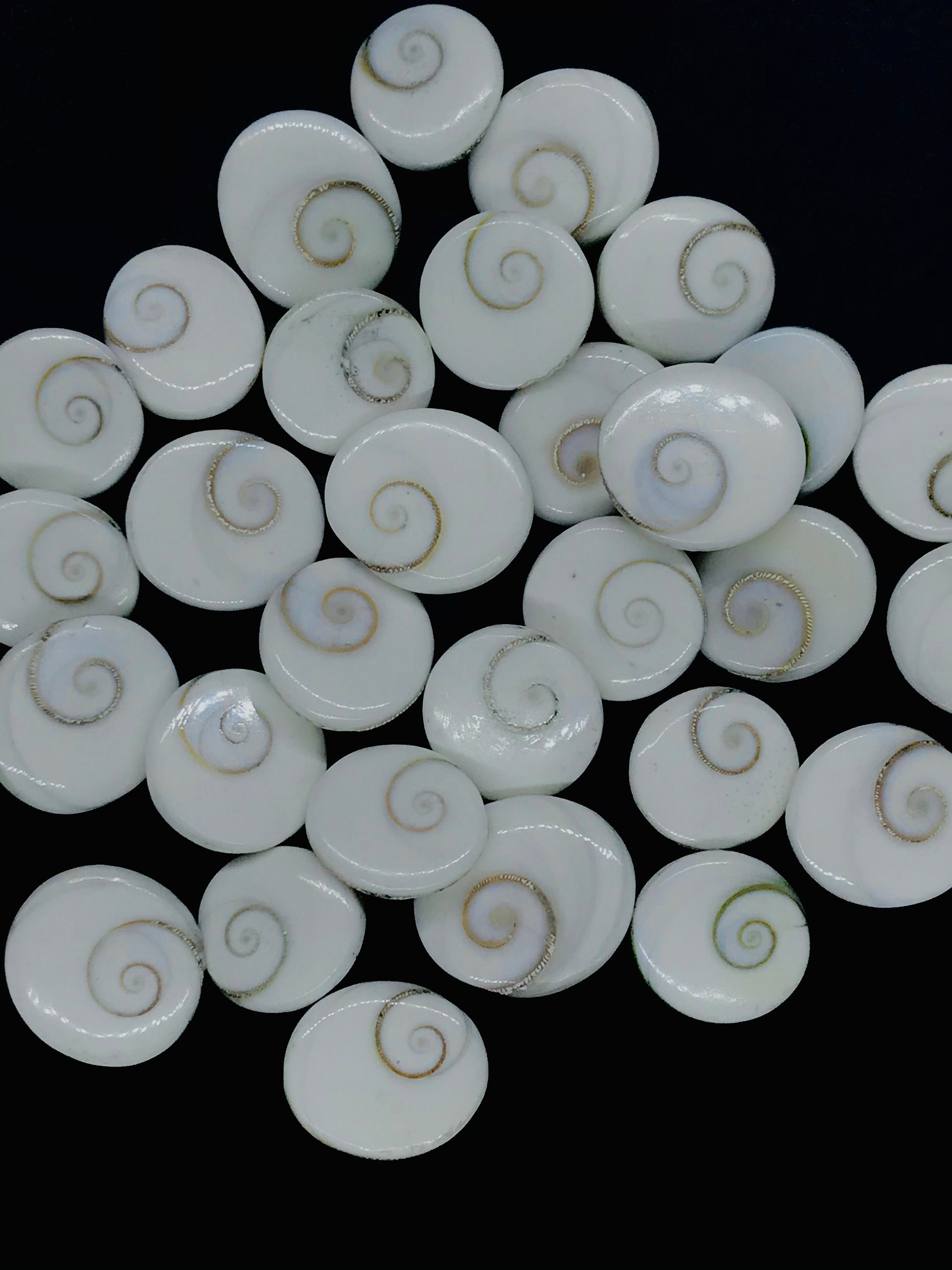 Natural Shiva Eye Shell Gemstone Shiva Eye Cabochon | Etsy