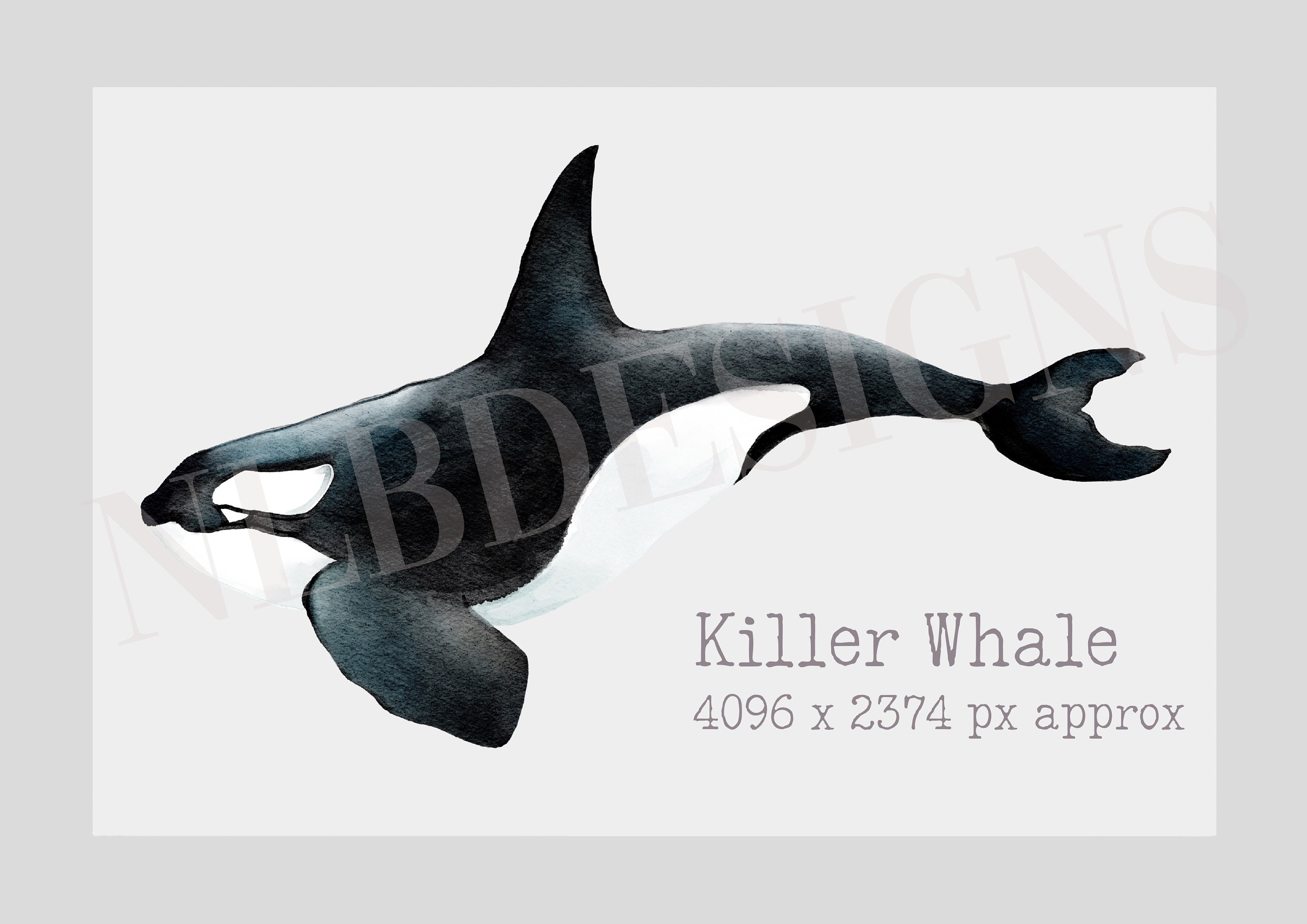 Hand Drawn Watercolour Whale Clipart - Etsy