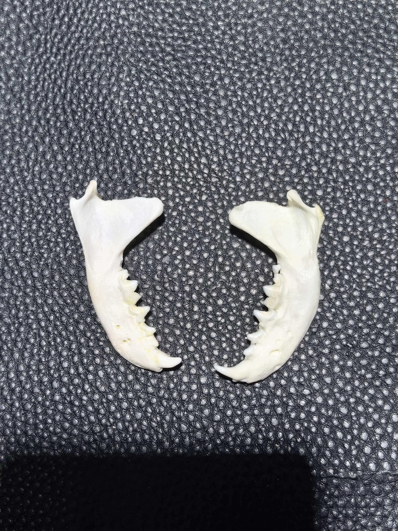 Authentic Animal Jawbone Set | Coyote, Red Fox, Bobcat & Mink ...