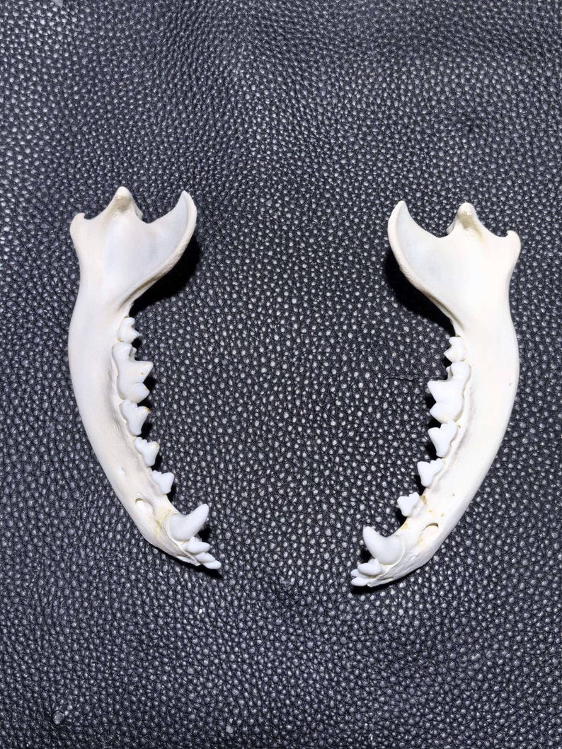 Authentic Animal Jawbone Set | Coyote, Red Fox, Bobcat & Mink ...
