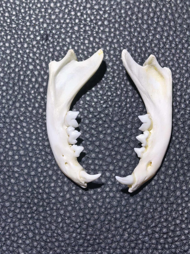 Authentic Animal Jawbone Set | Coyote, Red Fox, Bobcat & Mink ...