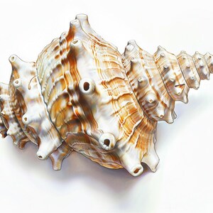 128+ Seashell Procreate Brush Set | Stamps for Procreate | Instant ...