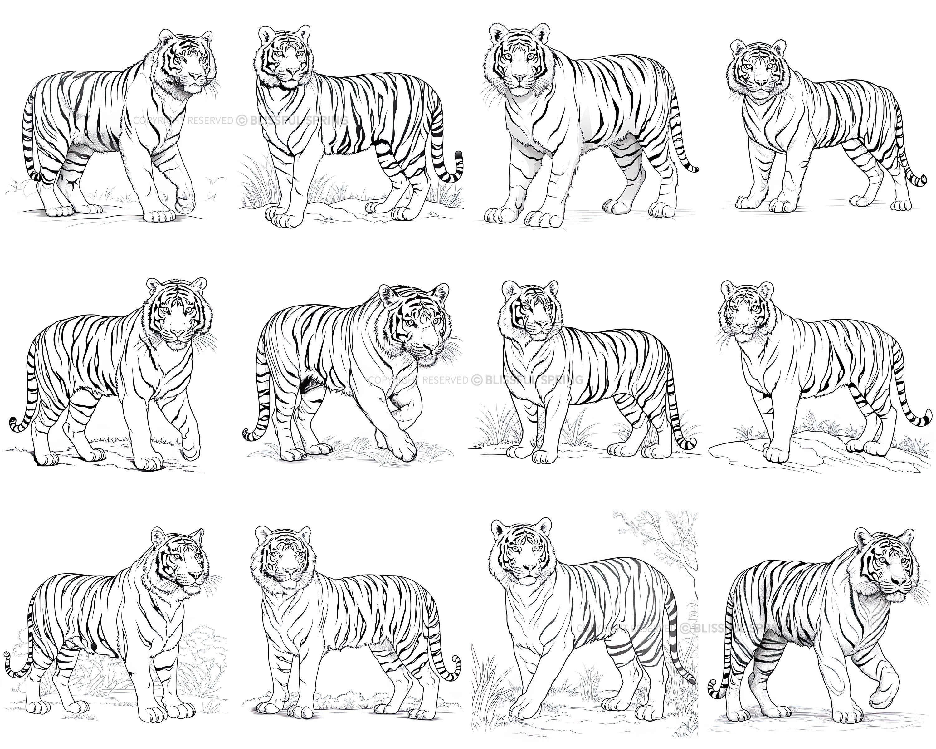 100+ Tiger Procreate Brush Set | Unique Tiger Stamp Brushes | Instant ...