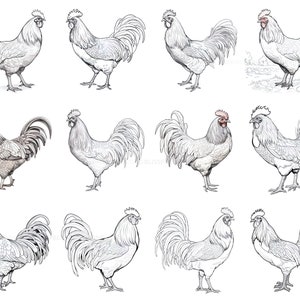 100+ Chicken Procreate Brush Set | Unique Chicken Stamp Brushes ...