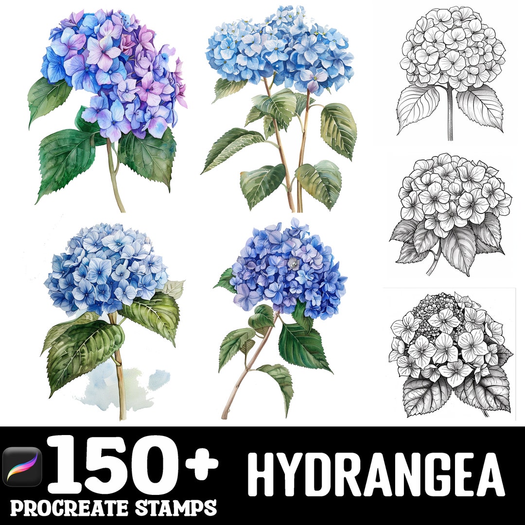 150+ Hydrangea Procreate Brush Set | Stamps for Procreate | Instant Digital Download - Etsy