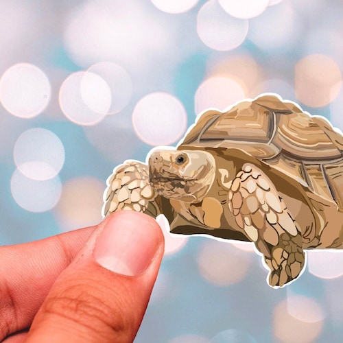 Tortoise Sticker - Etsy