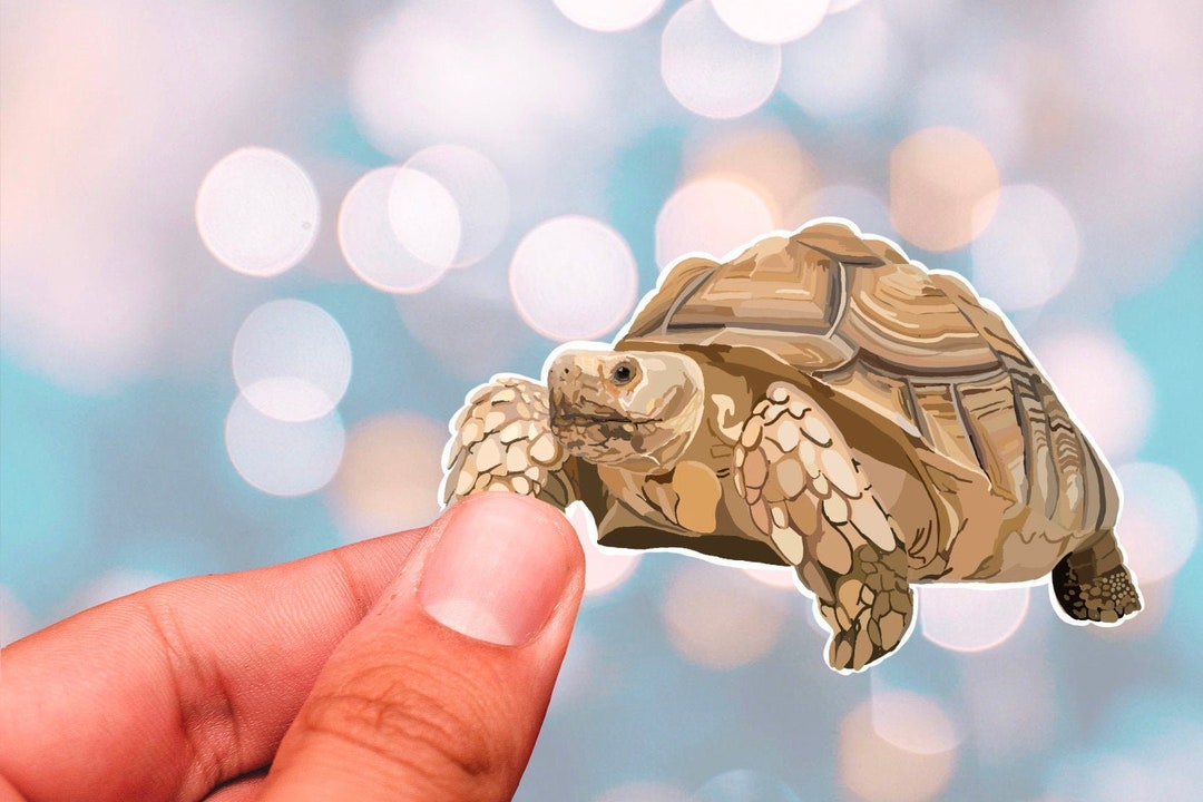 Sulcata Tortoise Sticker - Etsy