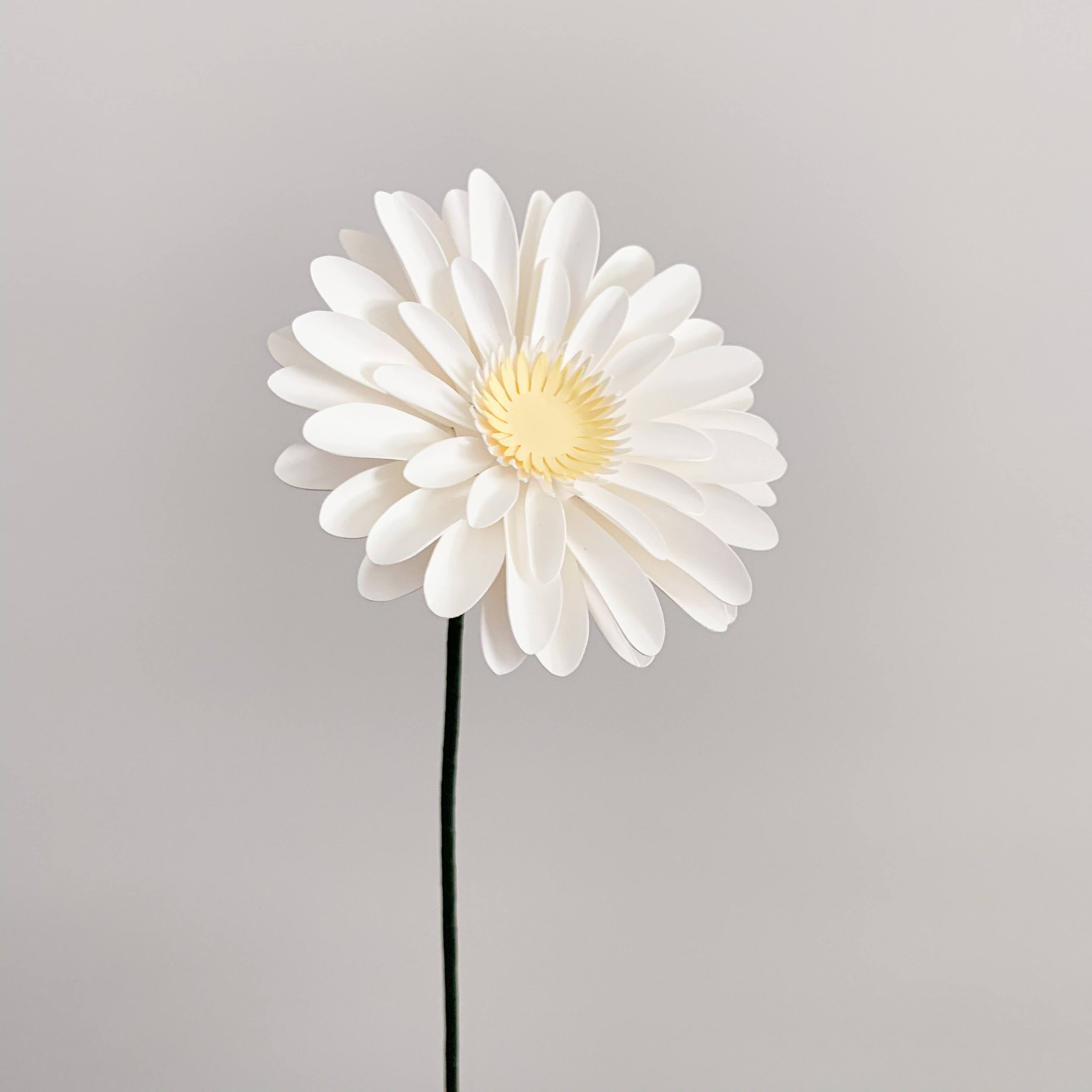 Single Daisy Flower With Stem