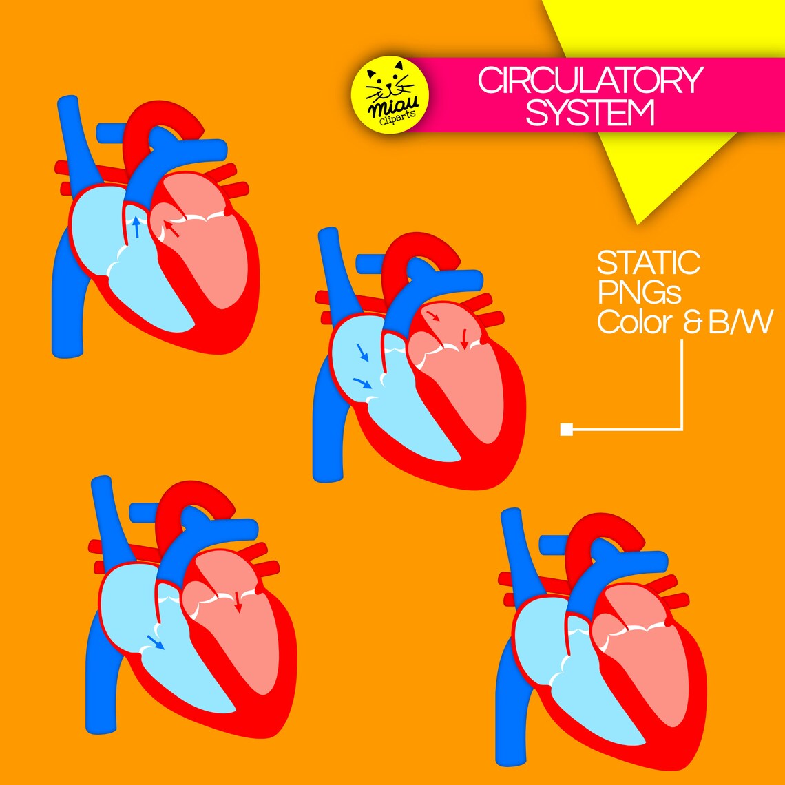 Circulatory System Clipart Animated Gif png | Etsy