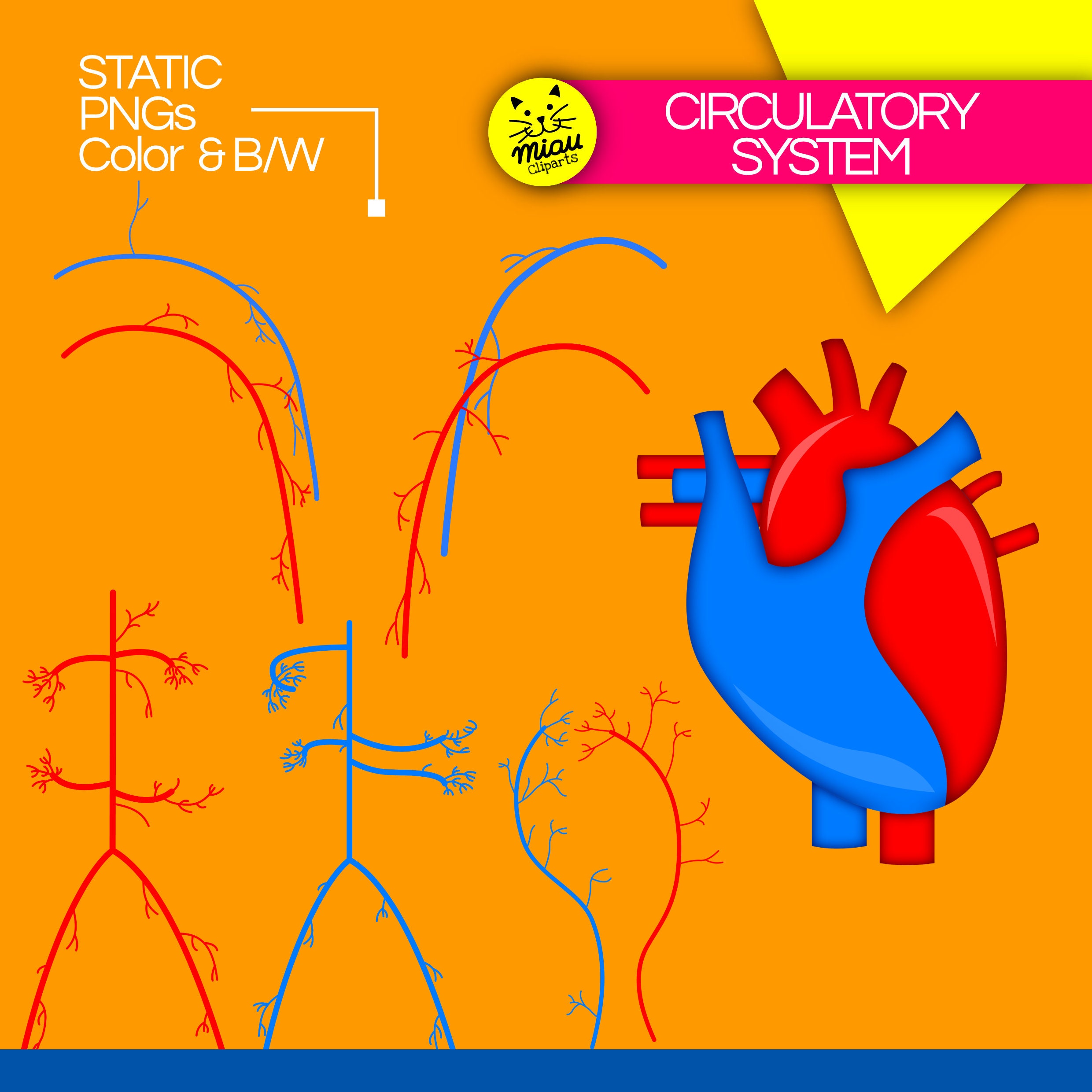 Circulatory System Clipart Animated Gif Png - Etsy Australia