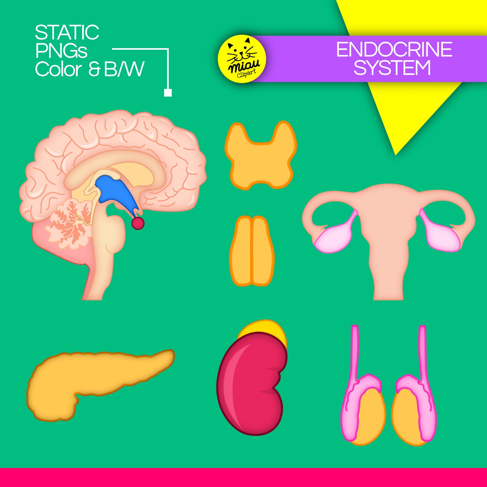 Endocrine System Clipart Animated Gif Printable Png | Etsy