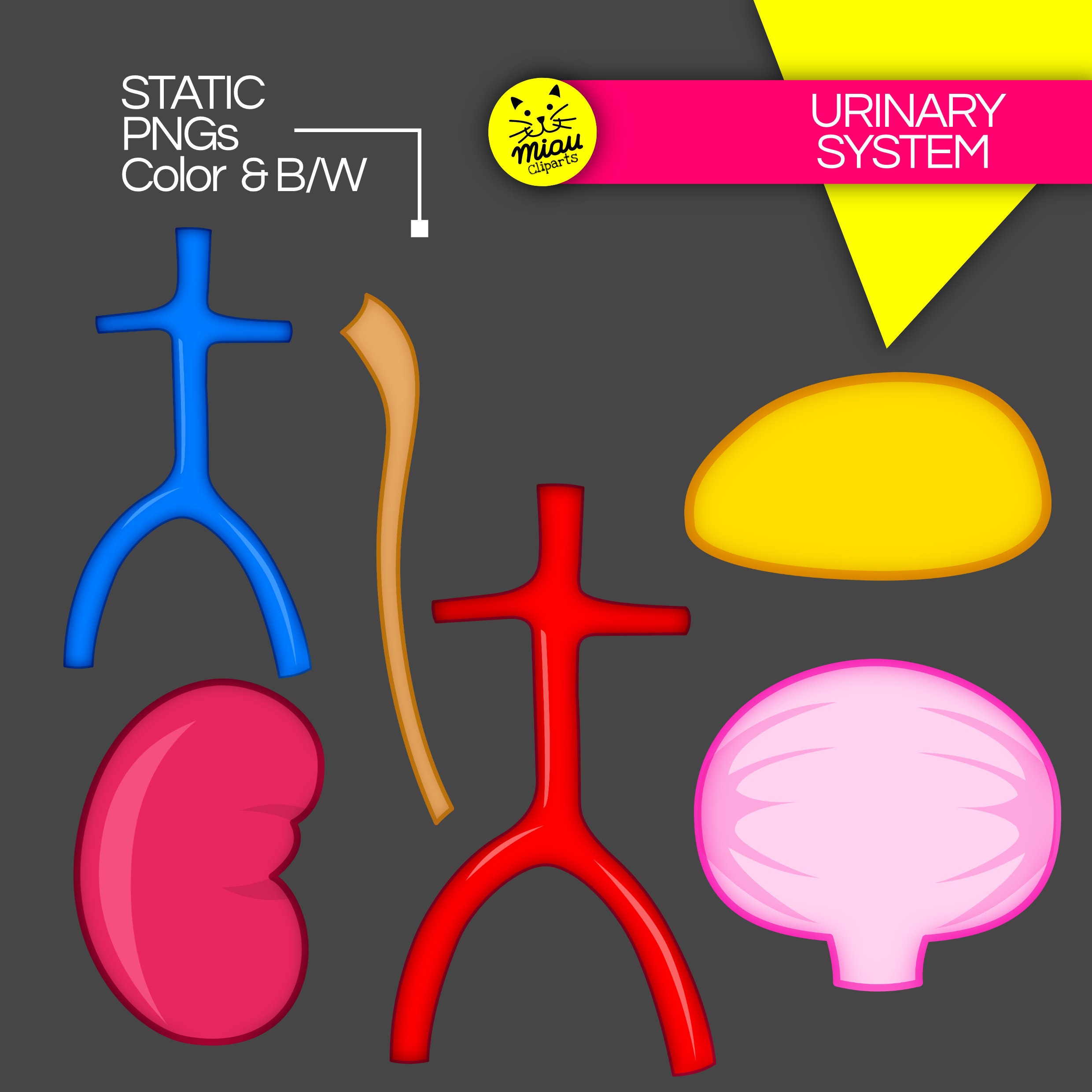 Arte del clip del sistema urinario Gif animado y Png - Etsy España