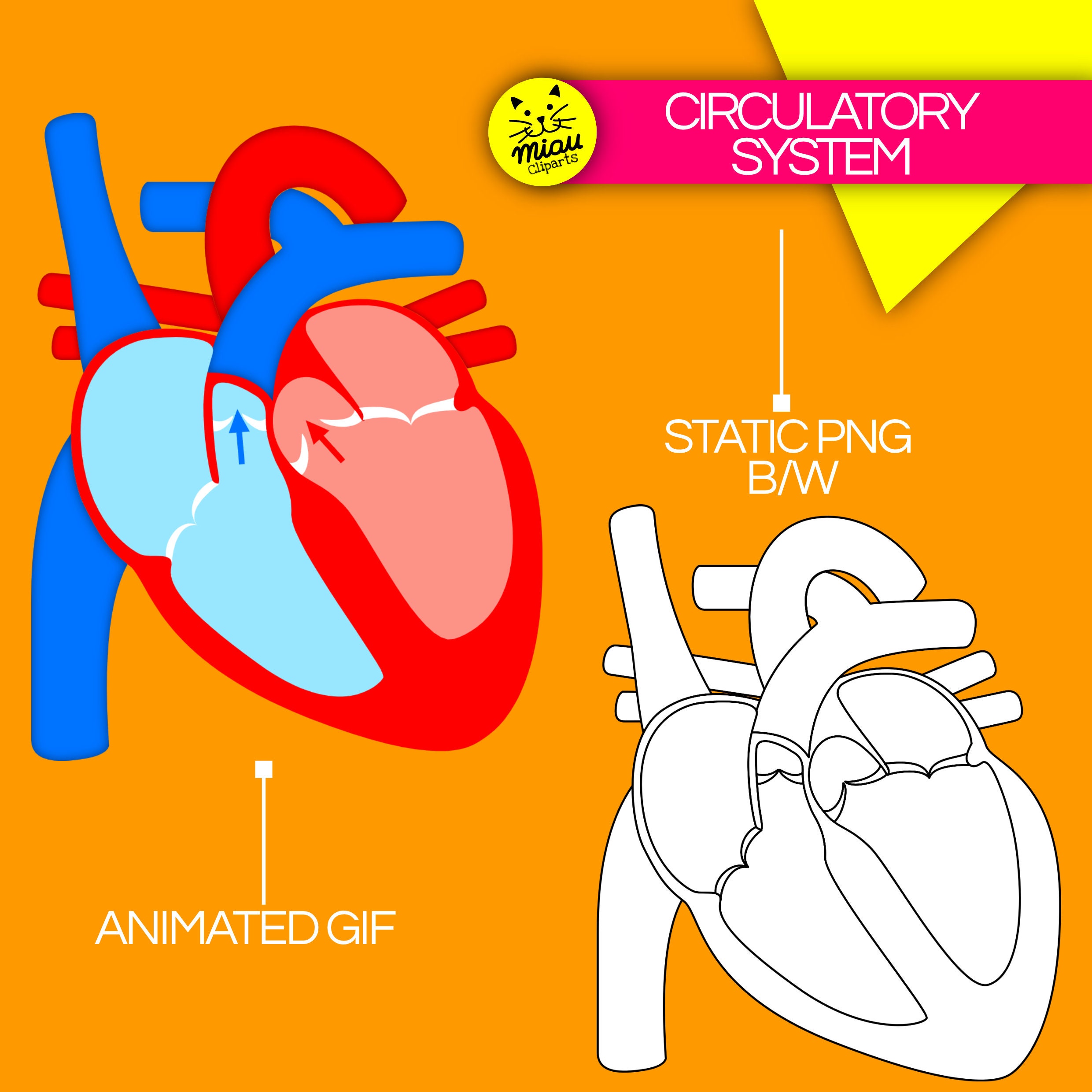 Circulatory System Clipart Animated Gif Png - Etsy Australia