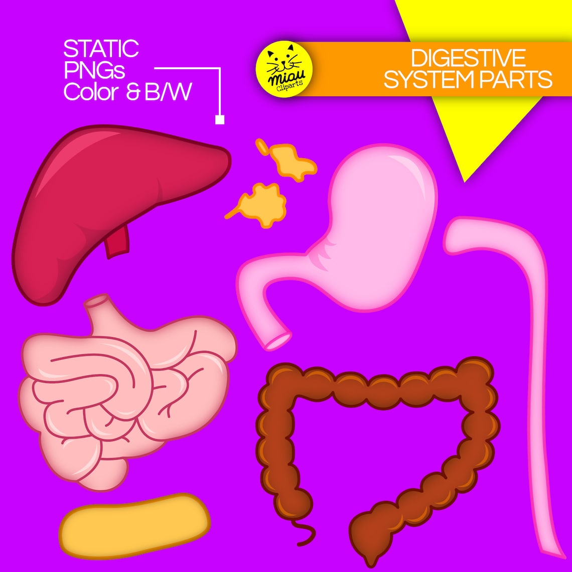 Digestive system Clip Art Printable png and Animated gif | Etsy