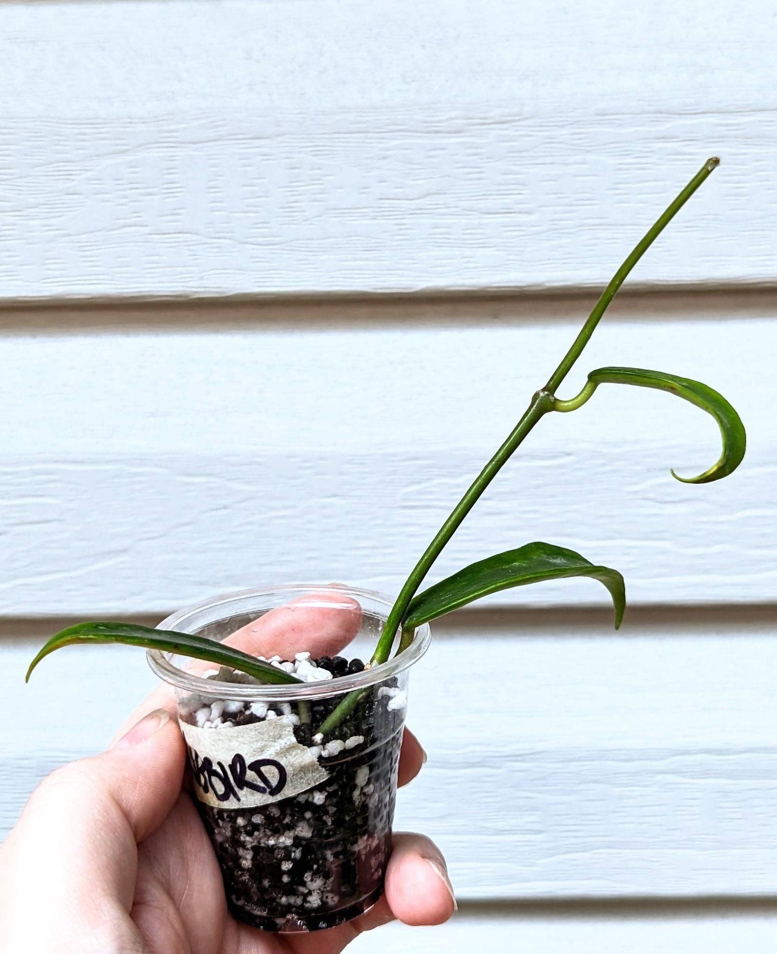 Hoya Rostellata Aka Hummingbird - Etsy